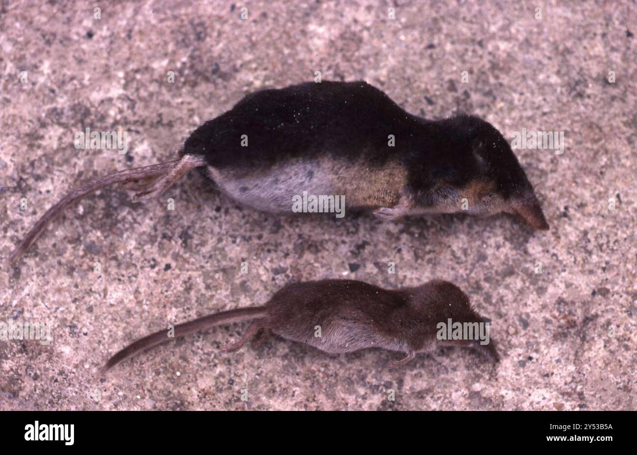 Eurasian Pygmy Shrew (Sorex minutus) Mammalia Stock Photo - Alamy