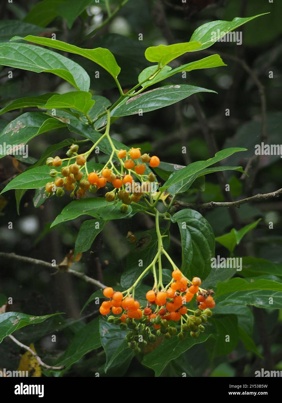 Formosa Ehretia (Ehretia resinosa) Plantae Stock Photo - Alamy