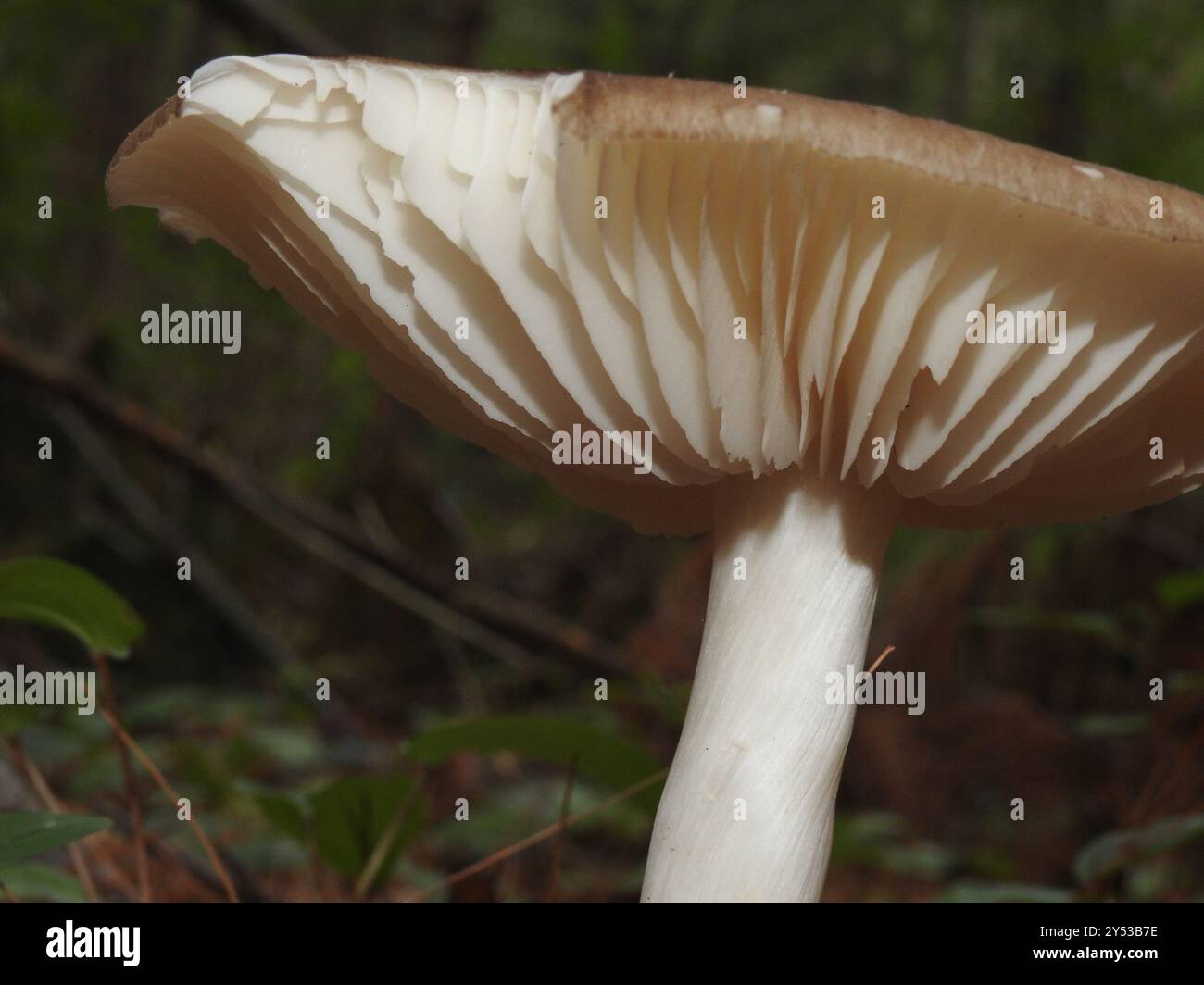 Eastern American Platterful Mushroom (Megacollybia rodmanii) Fungi ...