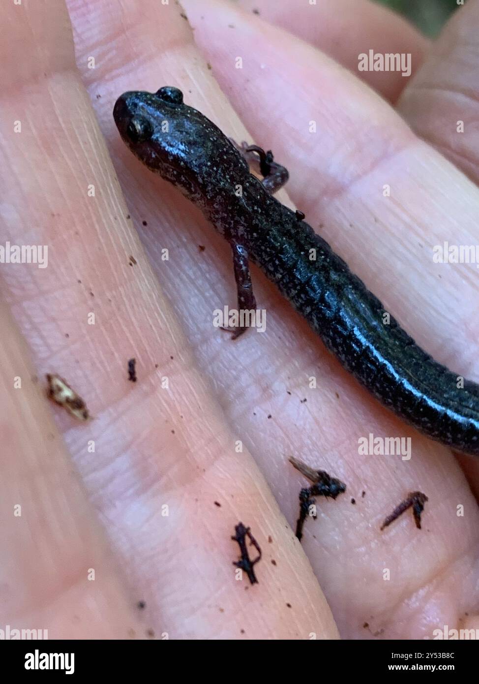 Eastern Red-backed Salamander (Plethodon cinereus) Amphibia Stock Photo ...