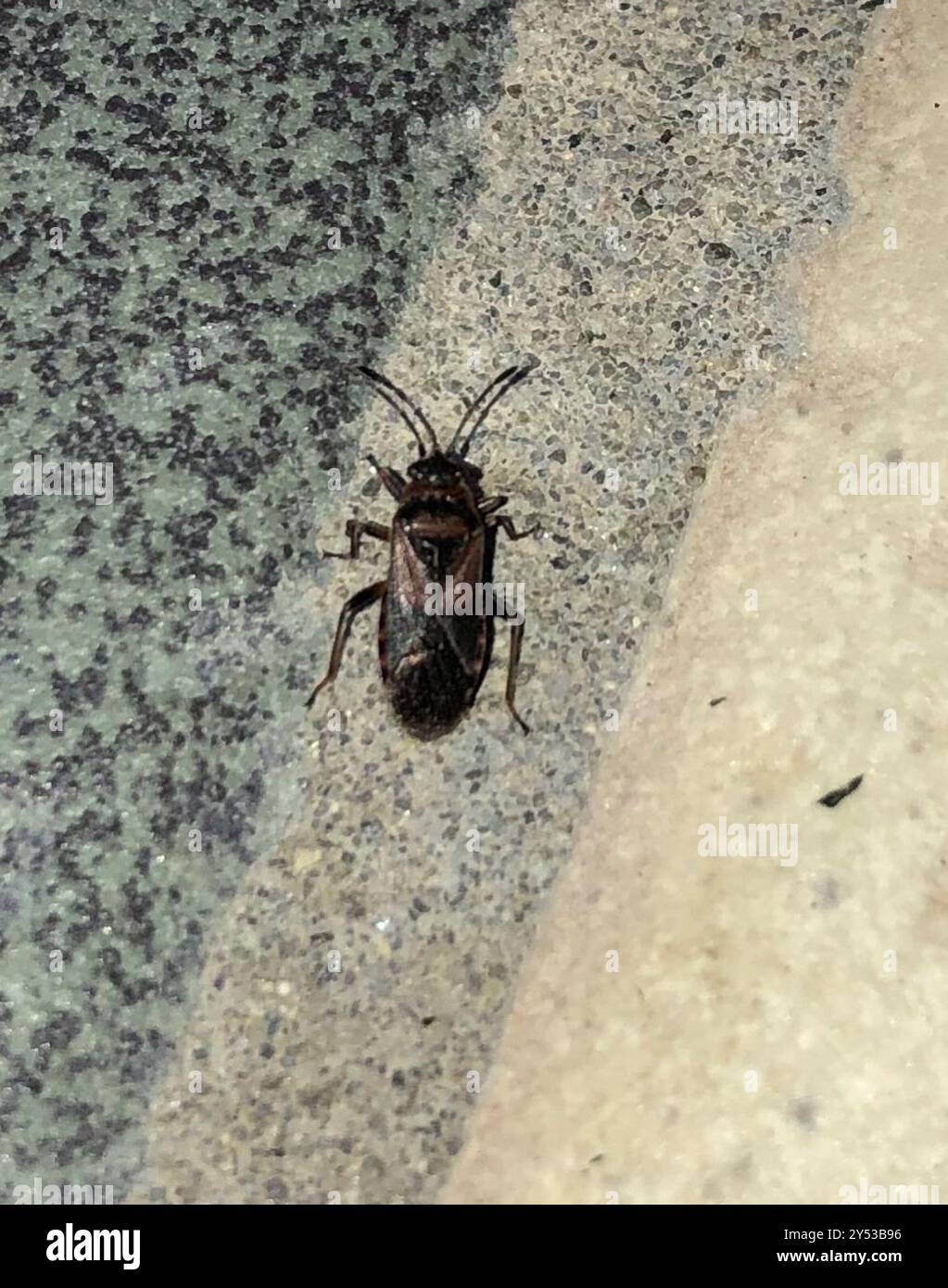 Elm Seed Bug (Arocatus melanocephalus) Insecta Stock Photo - Alamy