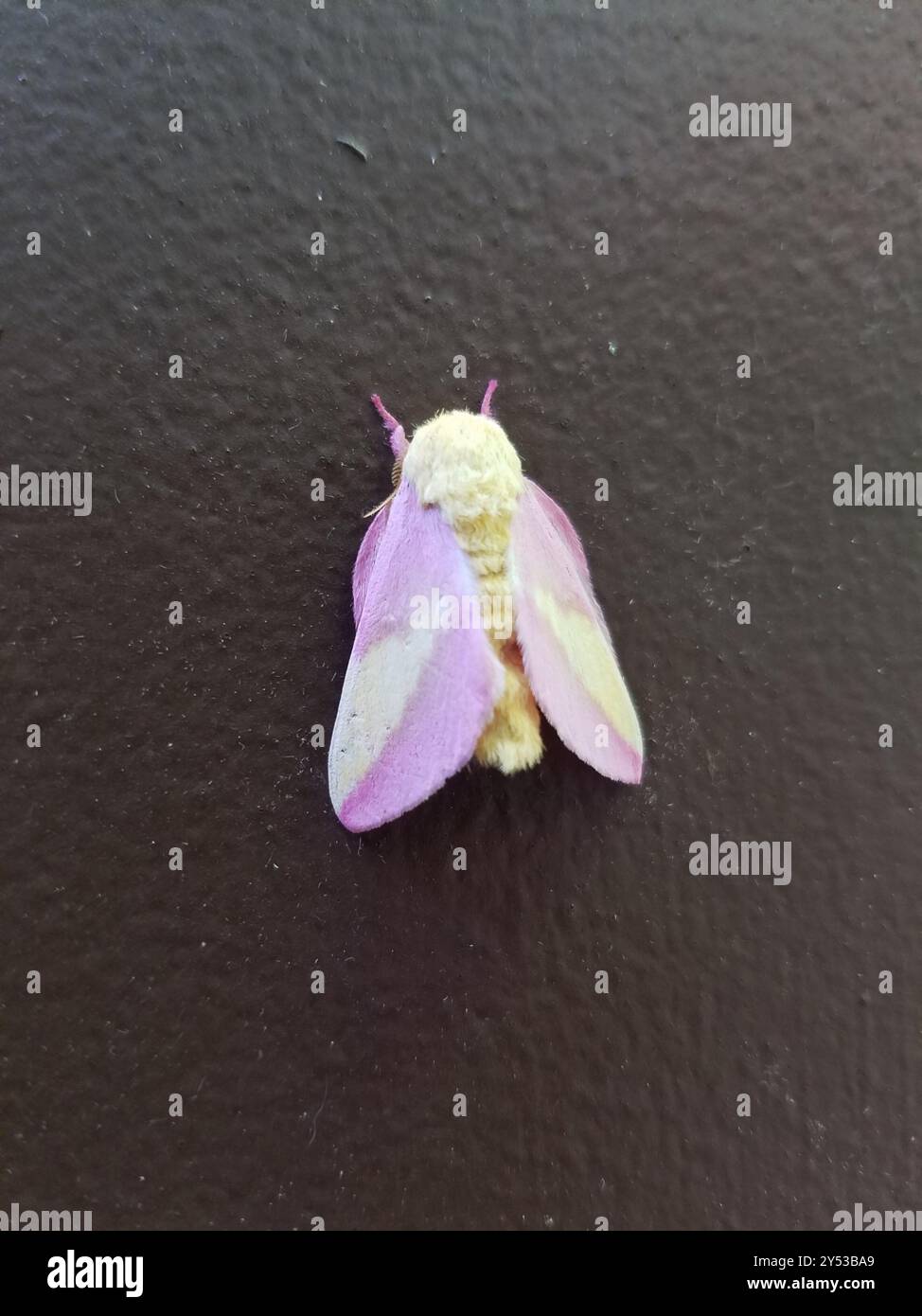 Rosy Maple Moth (Dryocampa rubicunda) Insecta Stock Photo - Alamy
