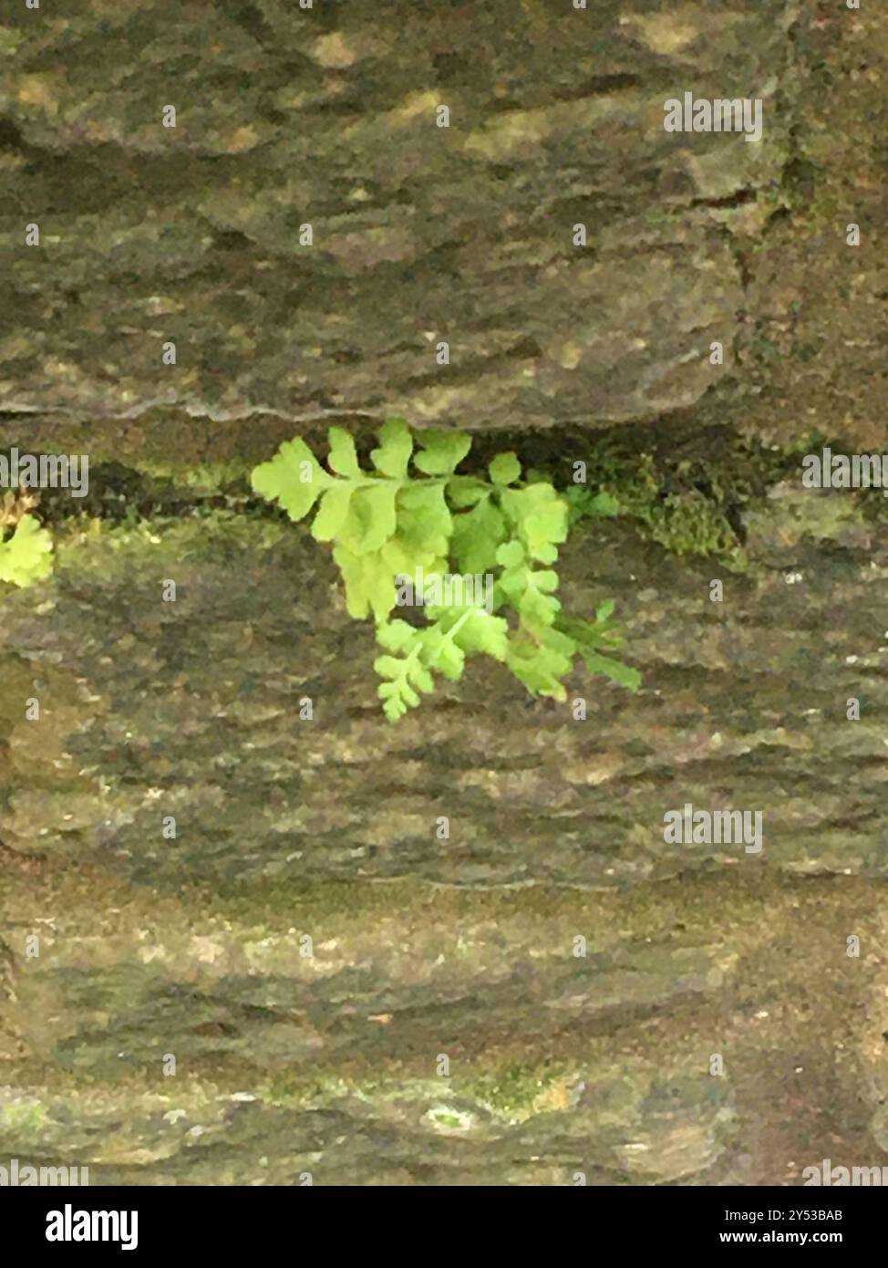 ferns (Polypodiopsida) Plantae Stock Photo - Alamy