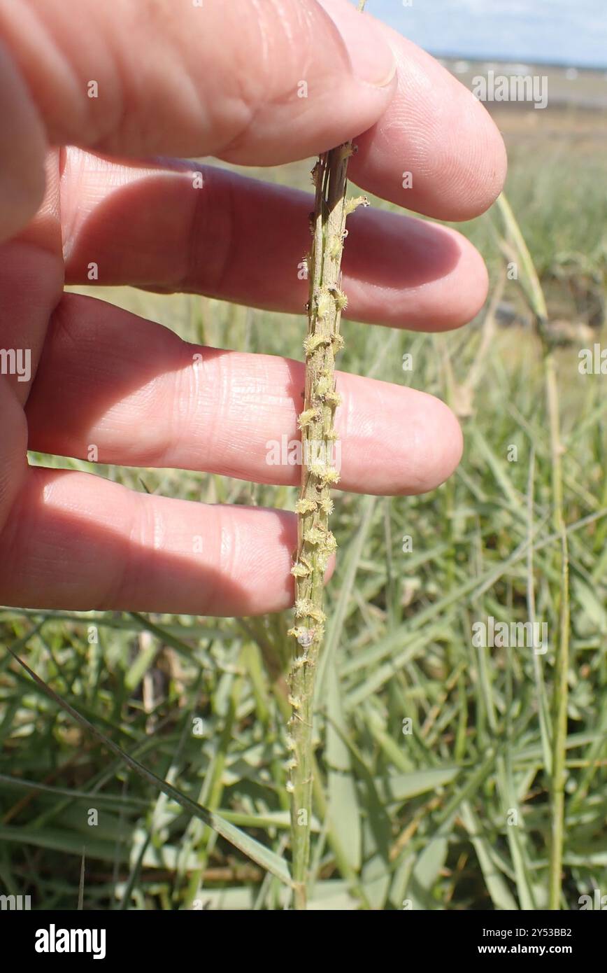 common cordgrass (Sporobolus anglicus) Plantae Stock Photo - Alamy