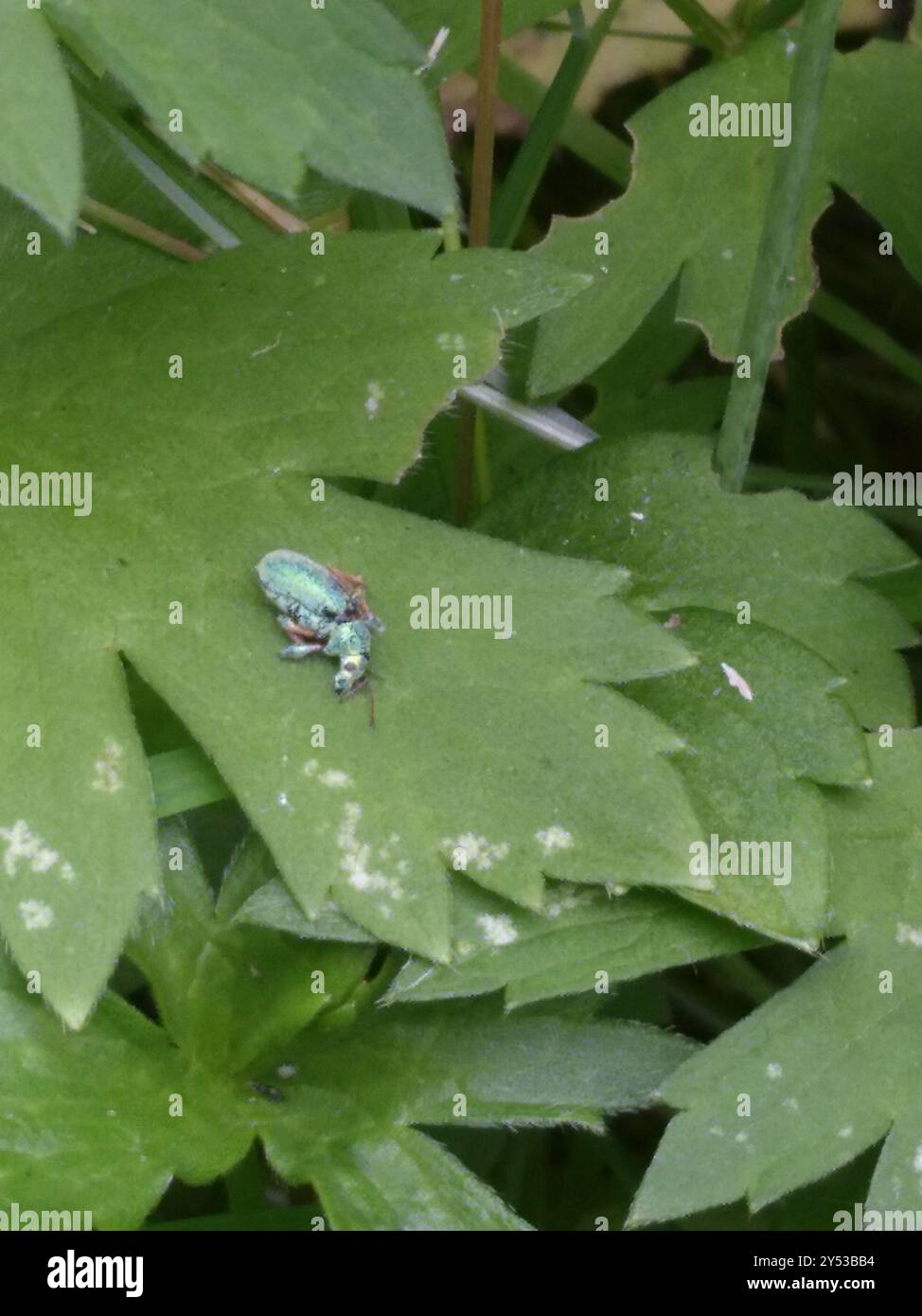 (Phyllobius arborator) Insecta Stock Photo - Alamy
