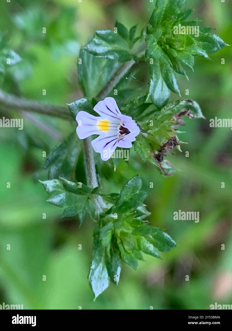 Common Eyebright (Euphrasia nemorosa) Plantae Stock Photo - Alamy
