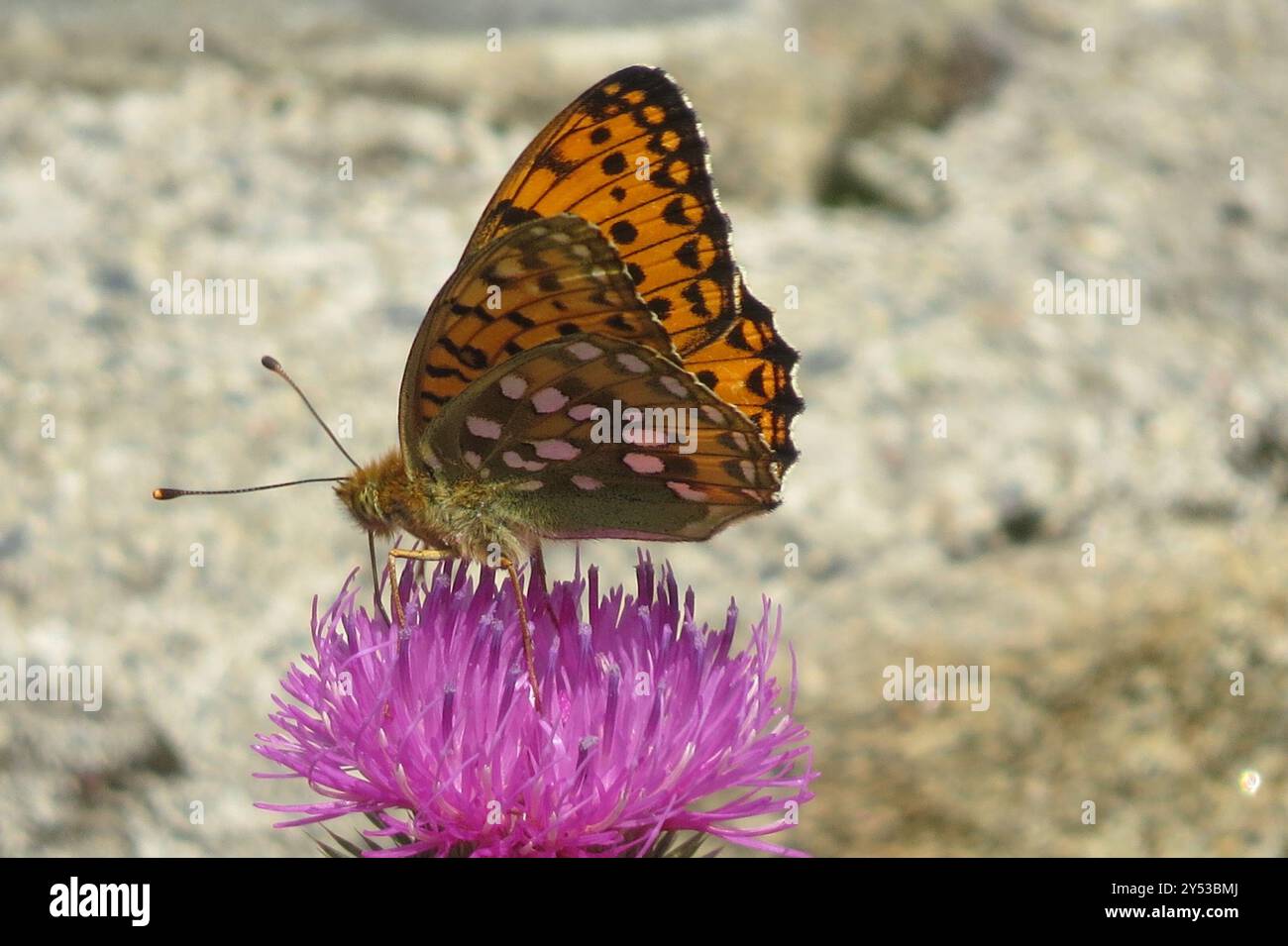 Dark Green Fritillary (Argynnis aglaja) Insecta Stock Photo - Alamy