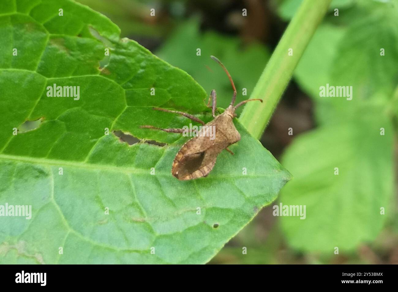 Dock Bug (Coreus marginatus) Insecta Stock Photo - Alamy