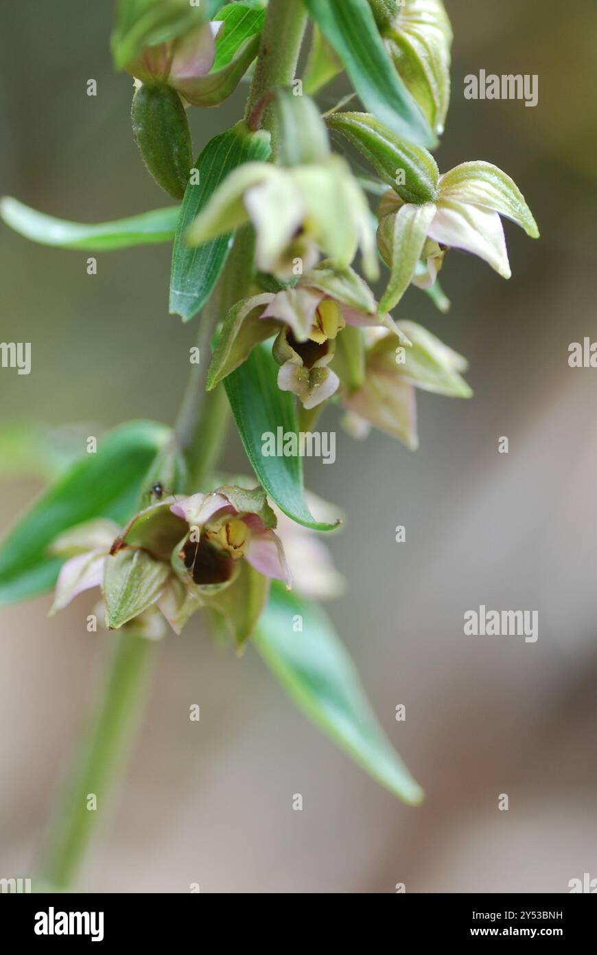 Broad-leaved helleborine (Epipactis helleborine) Plantae Stock Photo ...