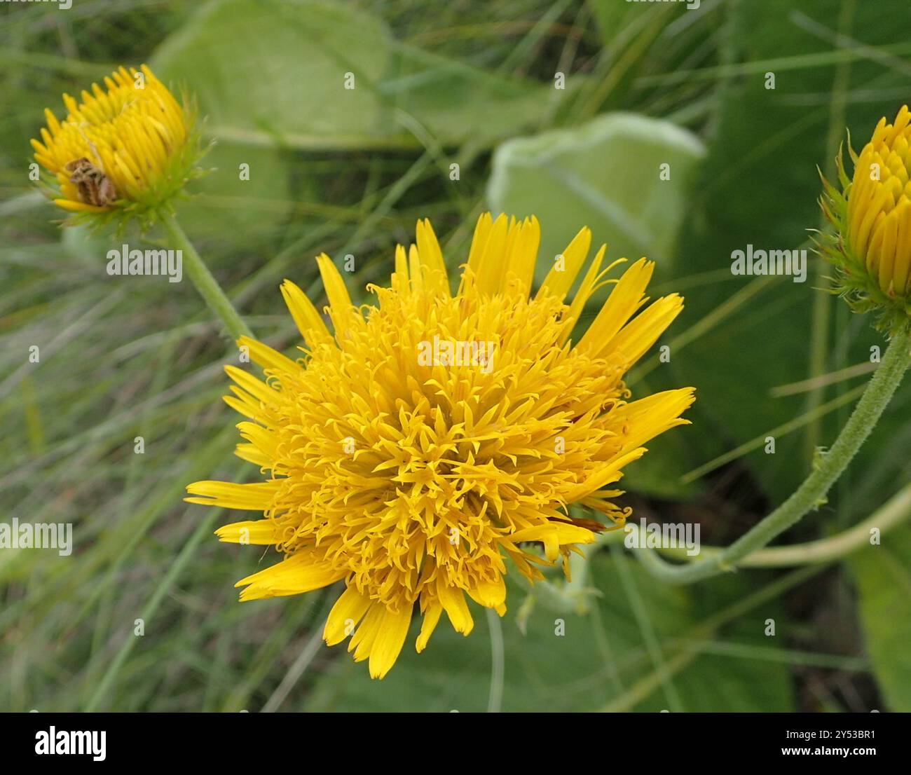 Bristle African Thistle (Berkheya setifera) Plantae Stock Photo - Alamy