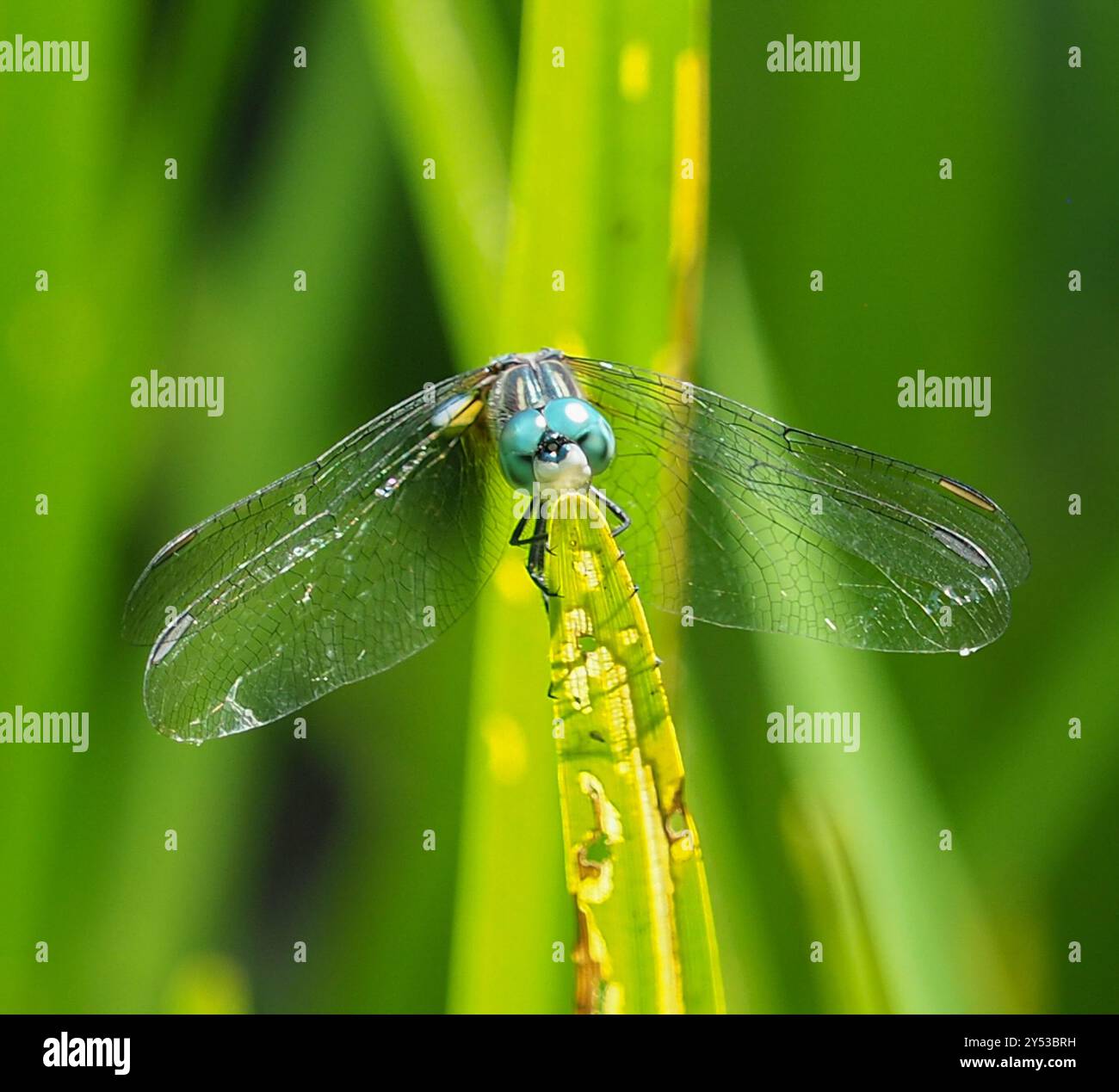Blue Dasher (Pachydiplax longipennis) Insecta Stock Photo - Alamy