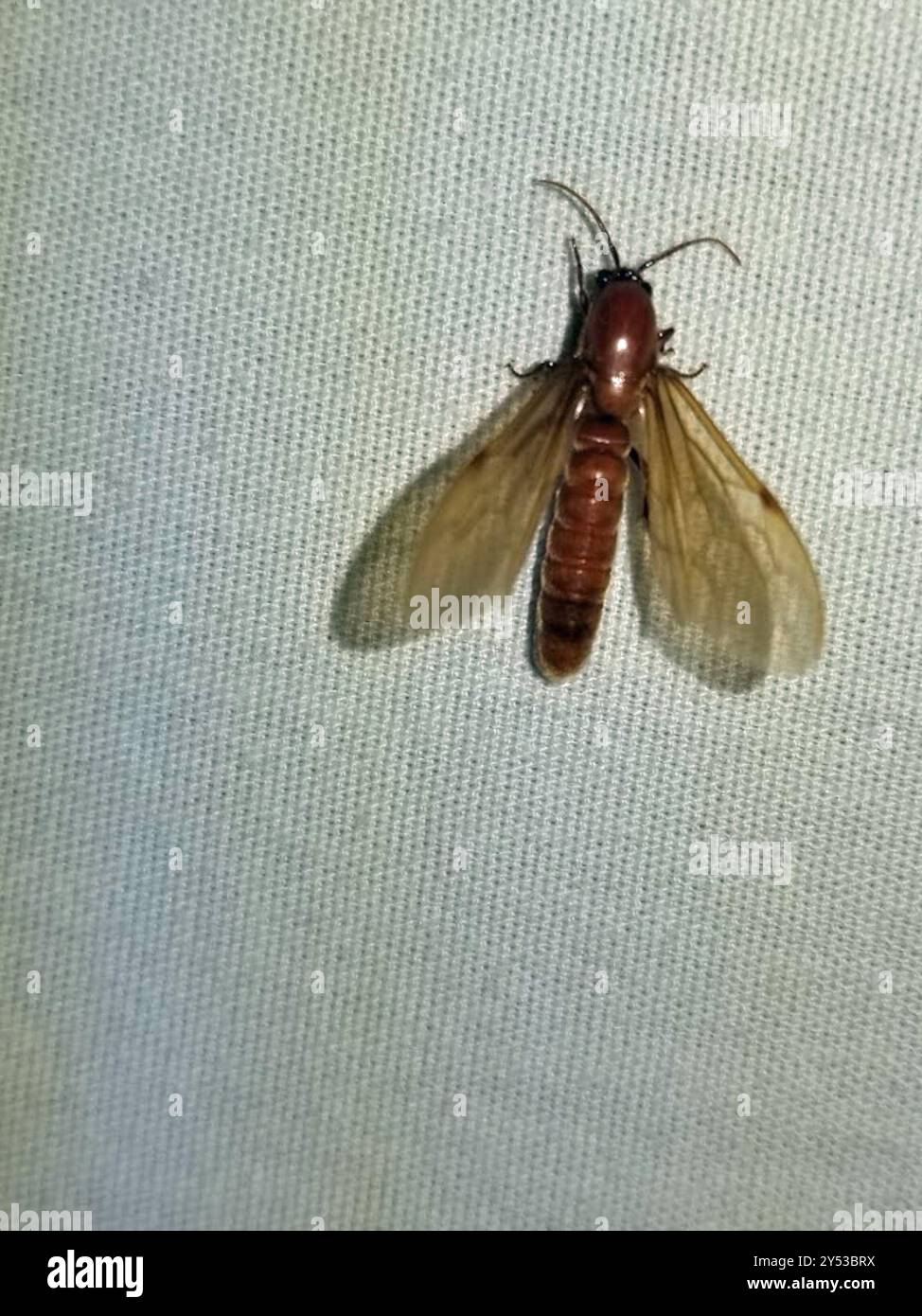 (Labidus coecus) Insecta Stock Photo - Alamy