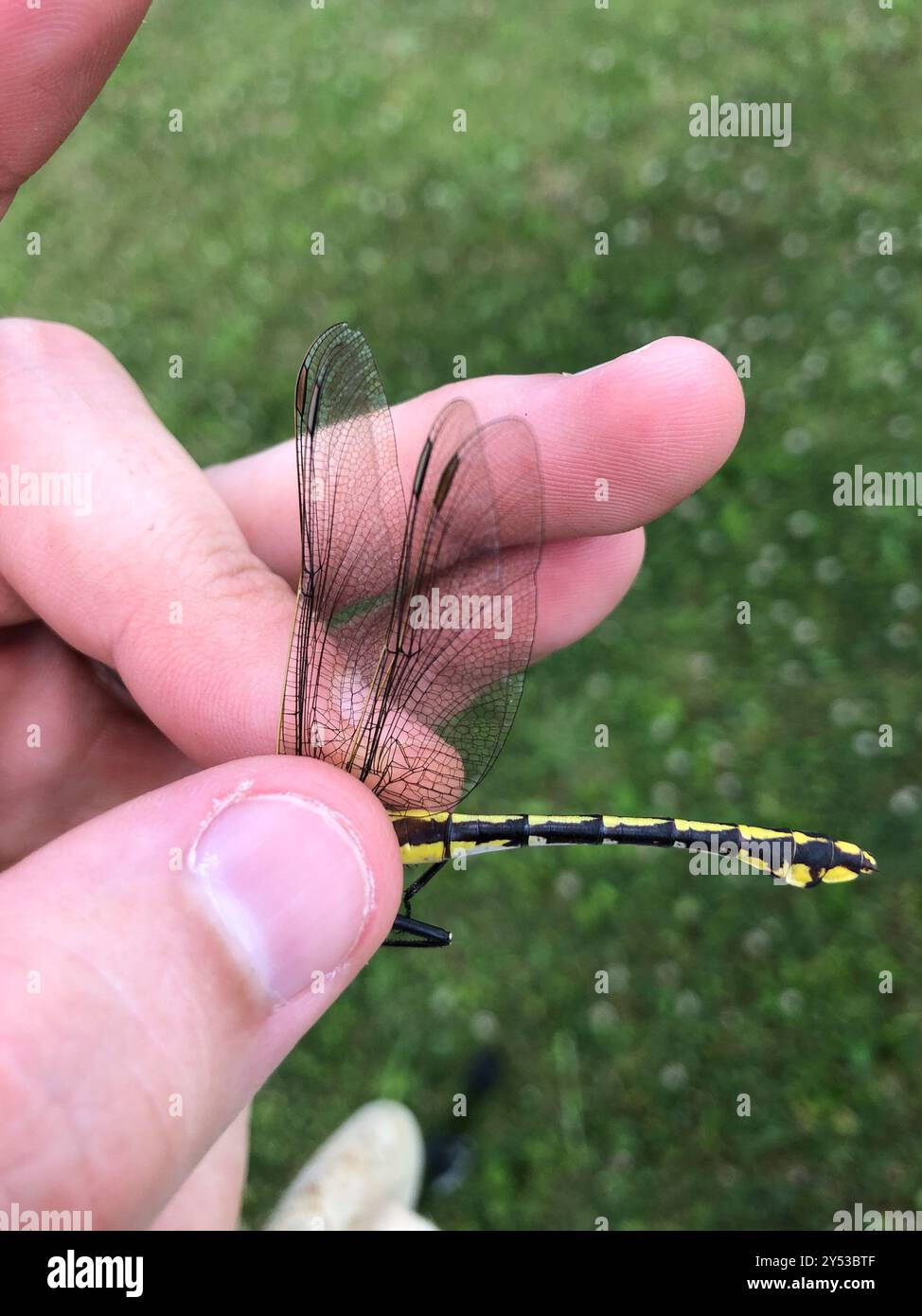 Plains Clubtail (Gomphurus externus) Insecta Stock Photo - Alamy