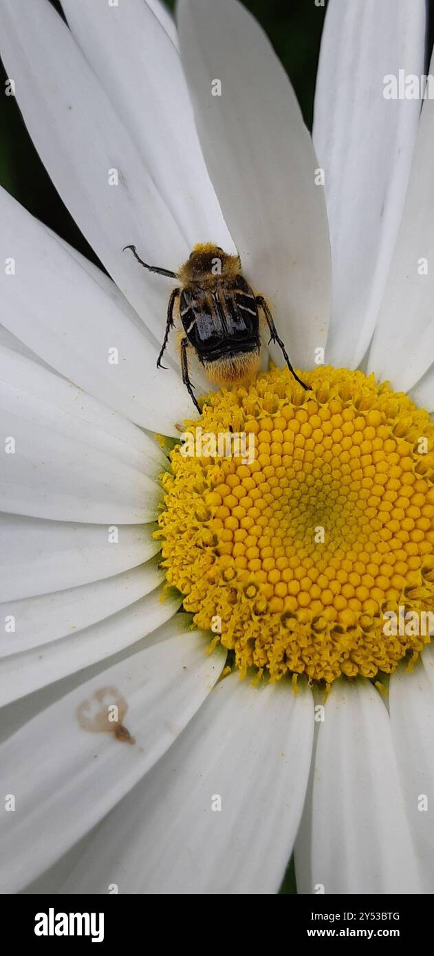Bee-mimic Beetle (Trichiotinus assimilis) Insecta Stock Photo - Alamy