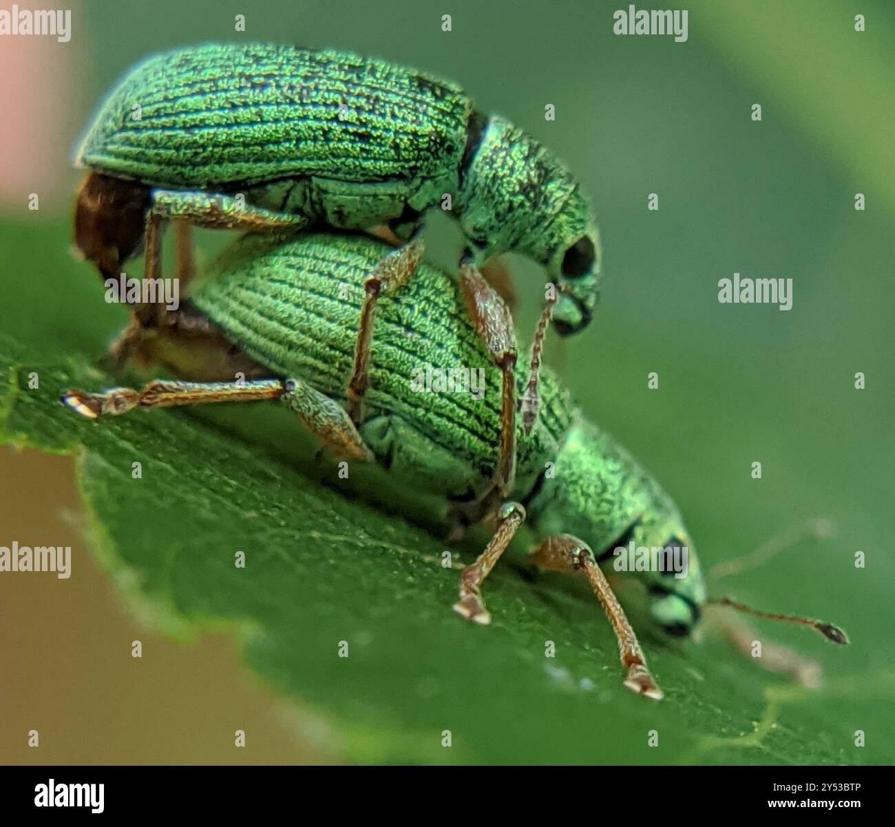Green Immigrant Leaf Weevil (Polydrusus formosus) Insecta Stock Photo ...