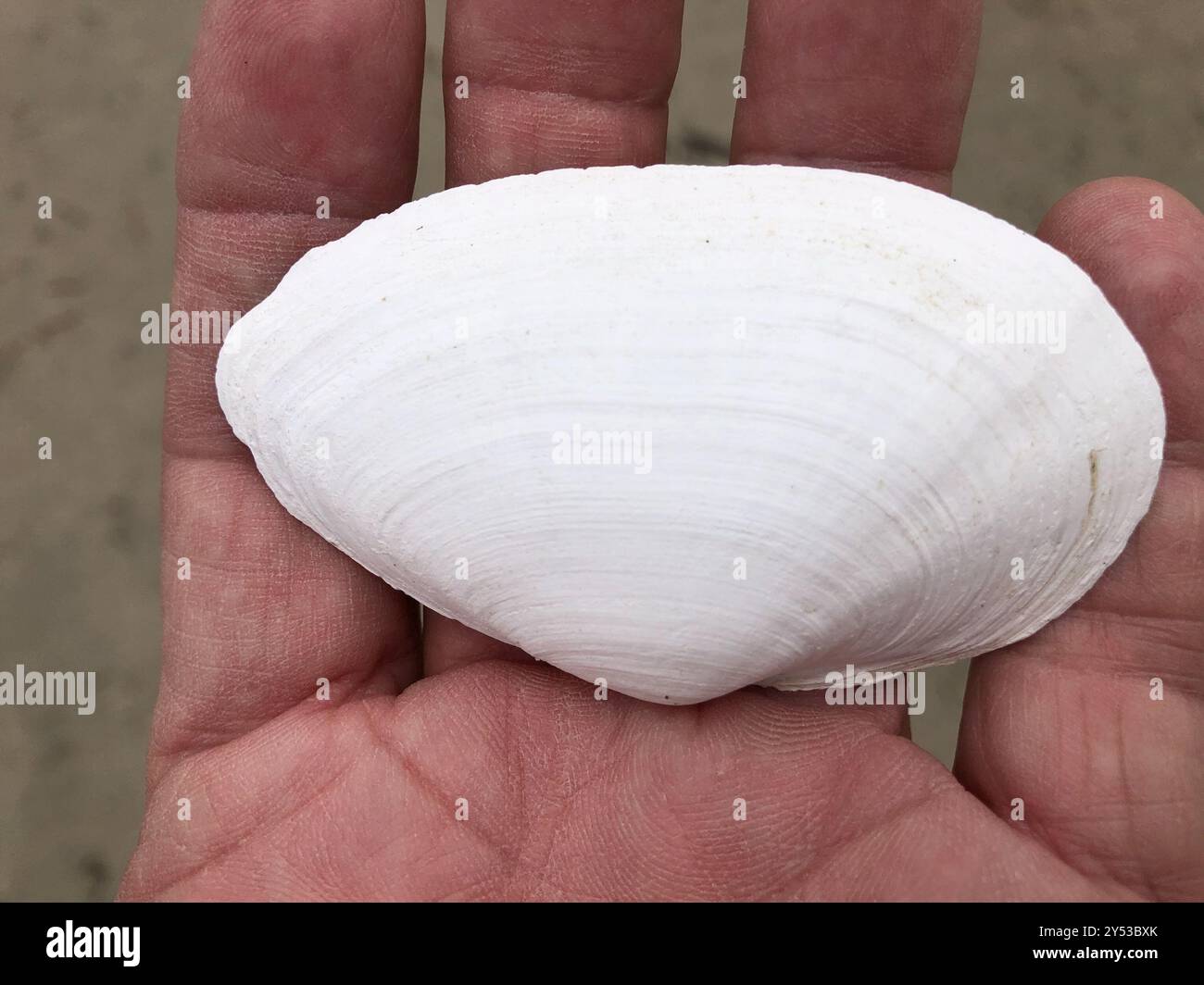 Soft-shelled Clam (Mya arenaria) Mollusca Stock Photo - Alamy