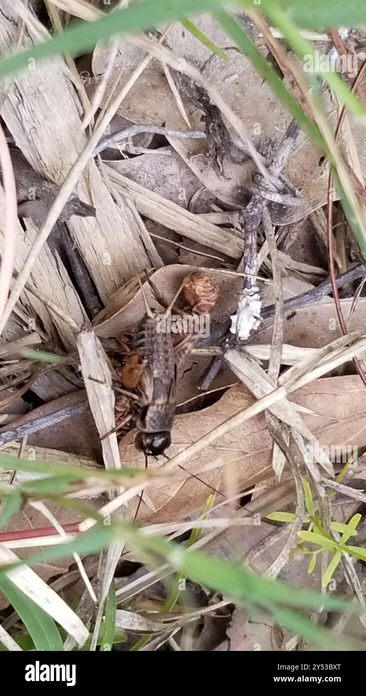 True Crickets and Allies (Grylloidea) Insecta Stock Photo - Alamy