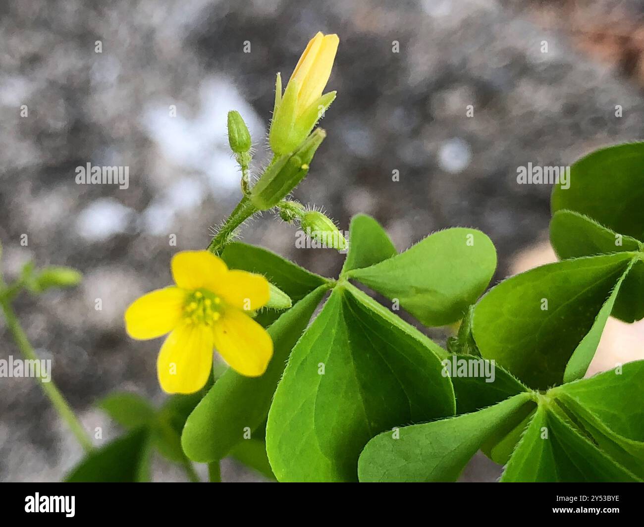 upright yellow woodsorrel (Oxalis stricta) Plantae Stock Photo - Alamy