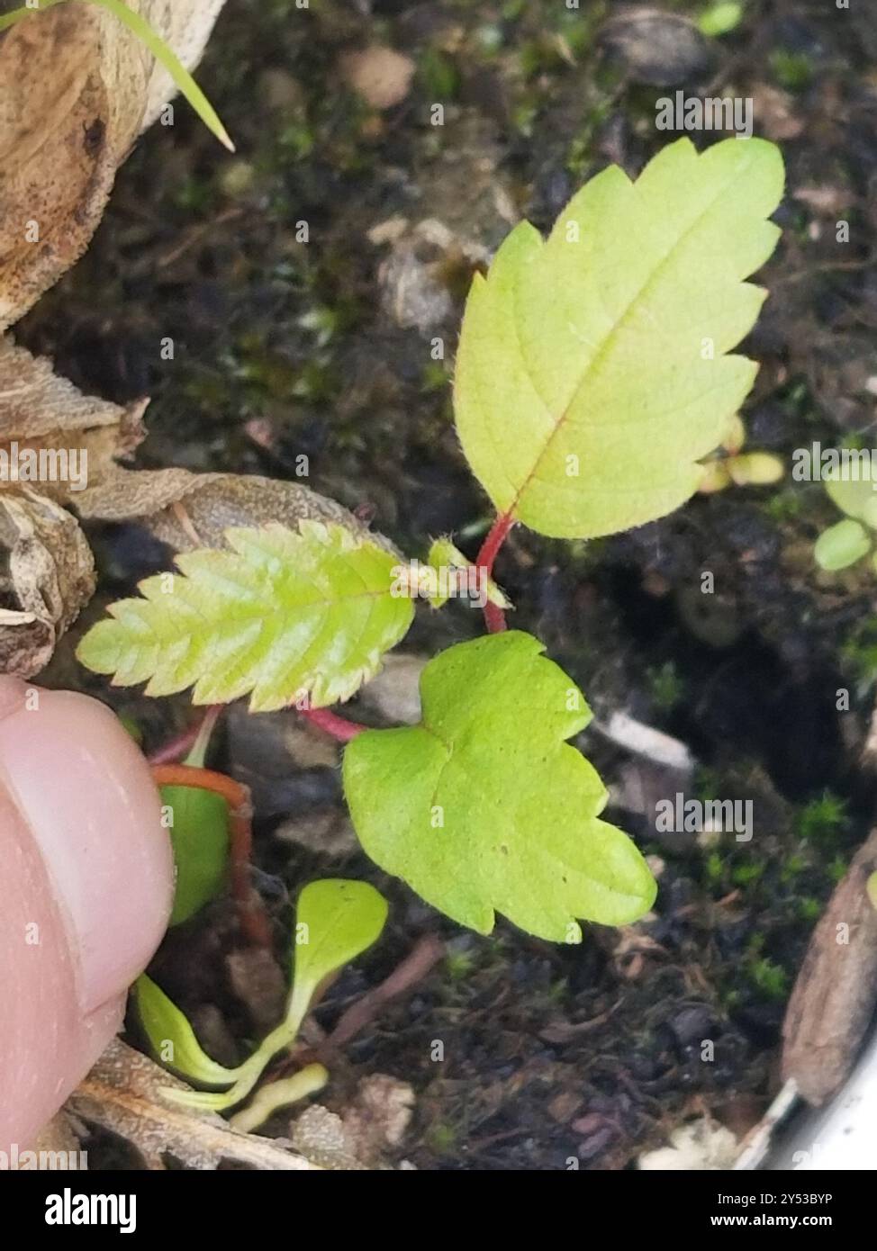 Red Alder (Alnus rubra) Plantae Stock Photo - Alamy