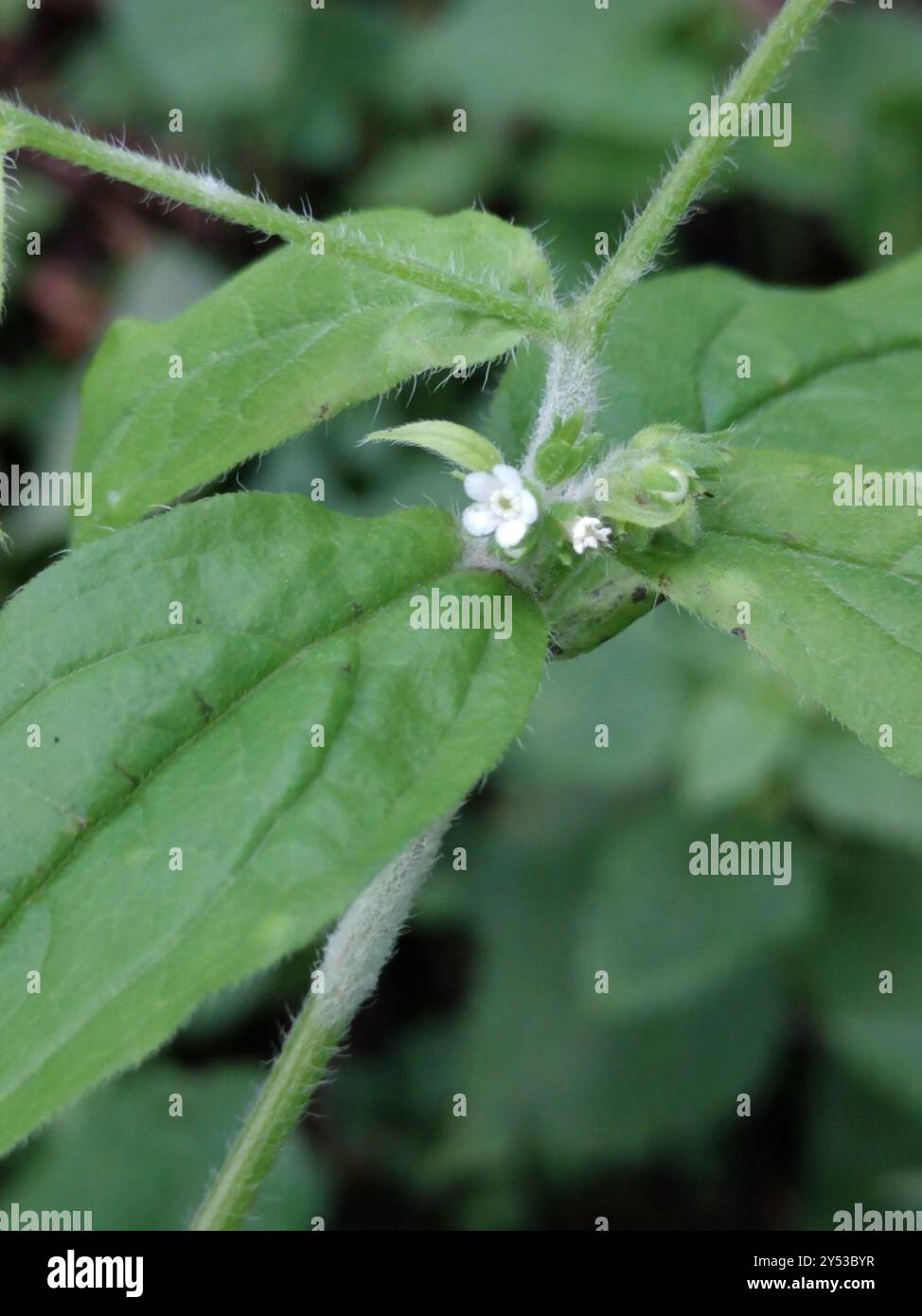 virginia stickseed (Hackelia virginiana) Plantae Stock Photo - Alamy