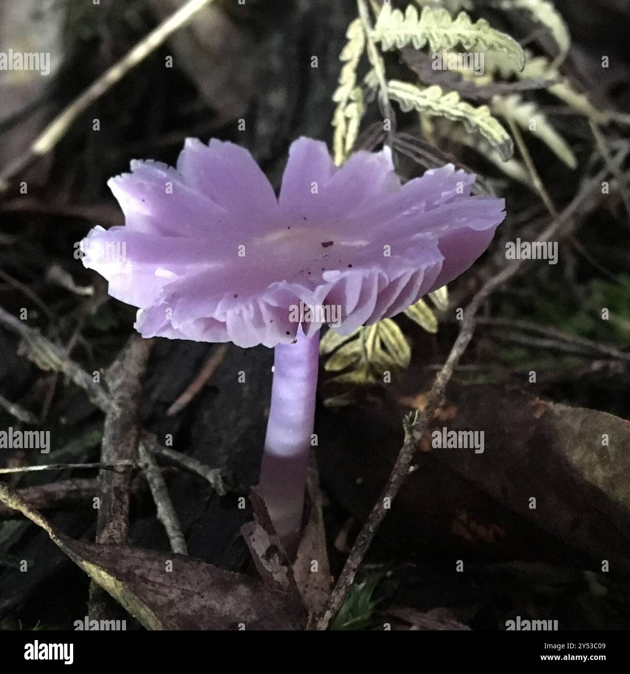 mauve splitting waxcap (Porpolomopsis lewelliniae) Fungi Stock Photo ...