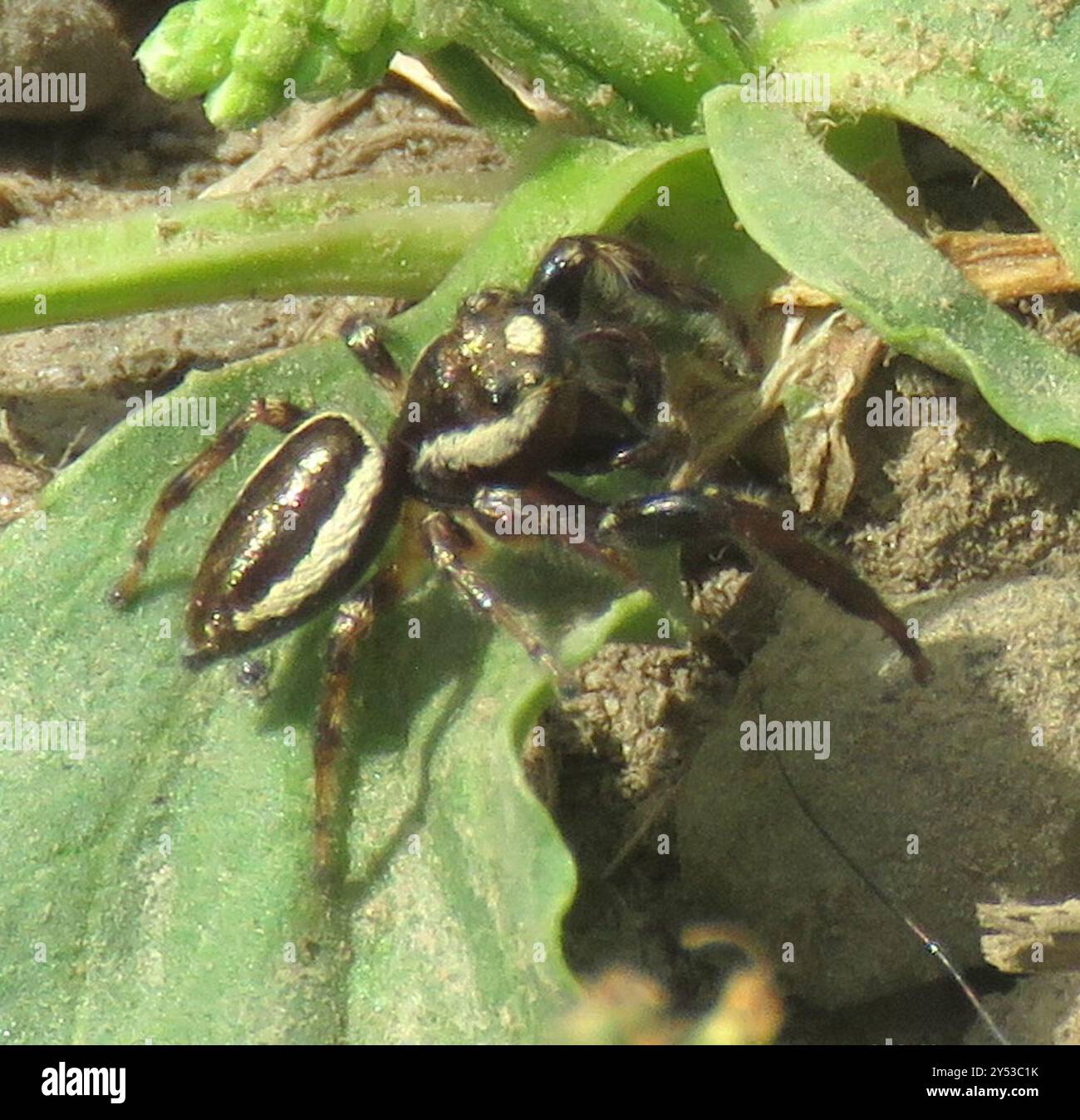 Bronze Jumping Spider (Eris militaris) Arachnida Stock Photo - Alamy