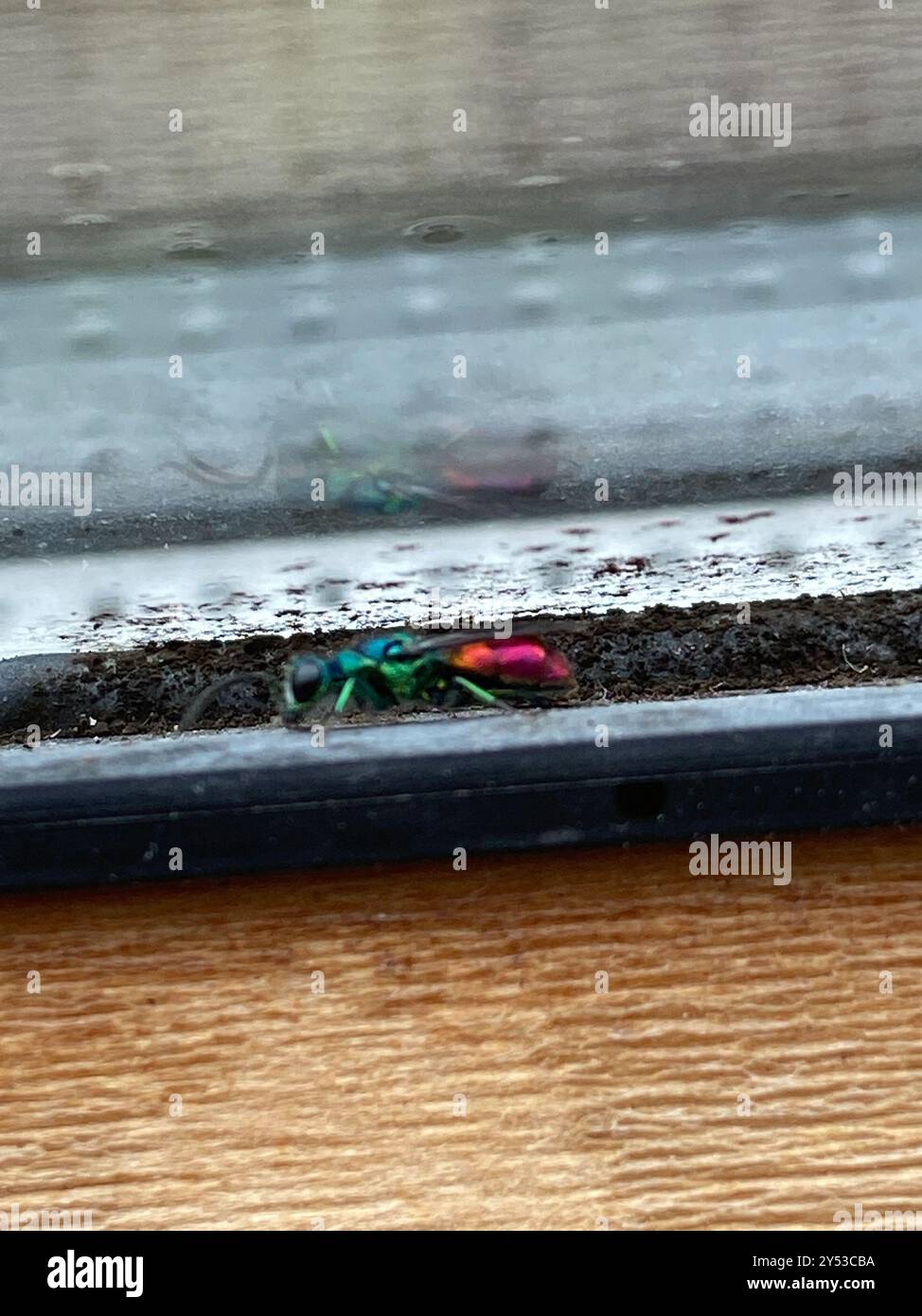 Ruby-tailed Cuckoo Wasps (Chrysis ignita) Insecta Stock Photo - Alamy