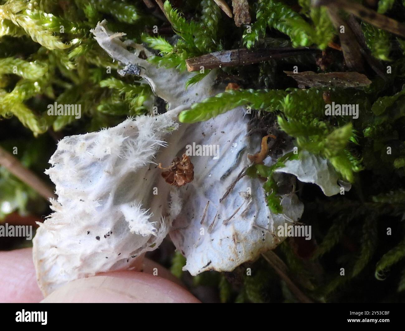 dog pelt lichen (Peltigera canina) Fungi Stock Photo - Alamy