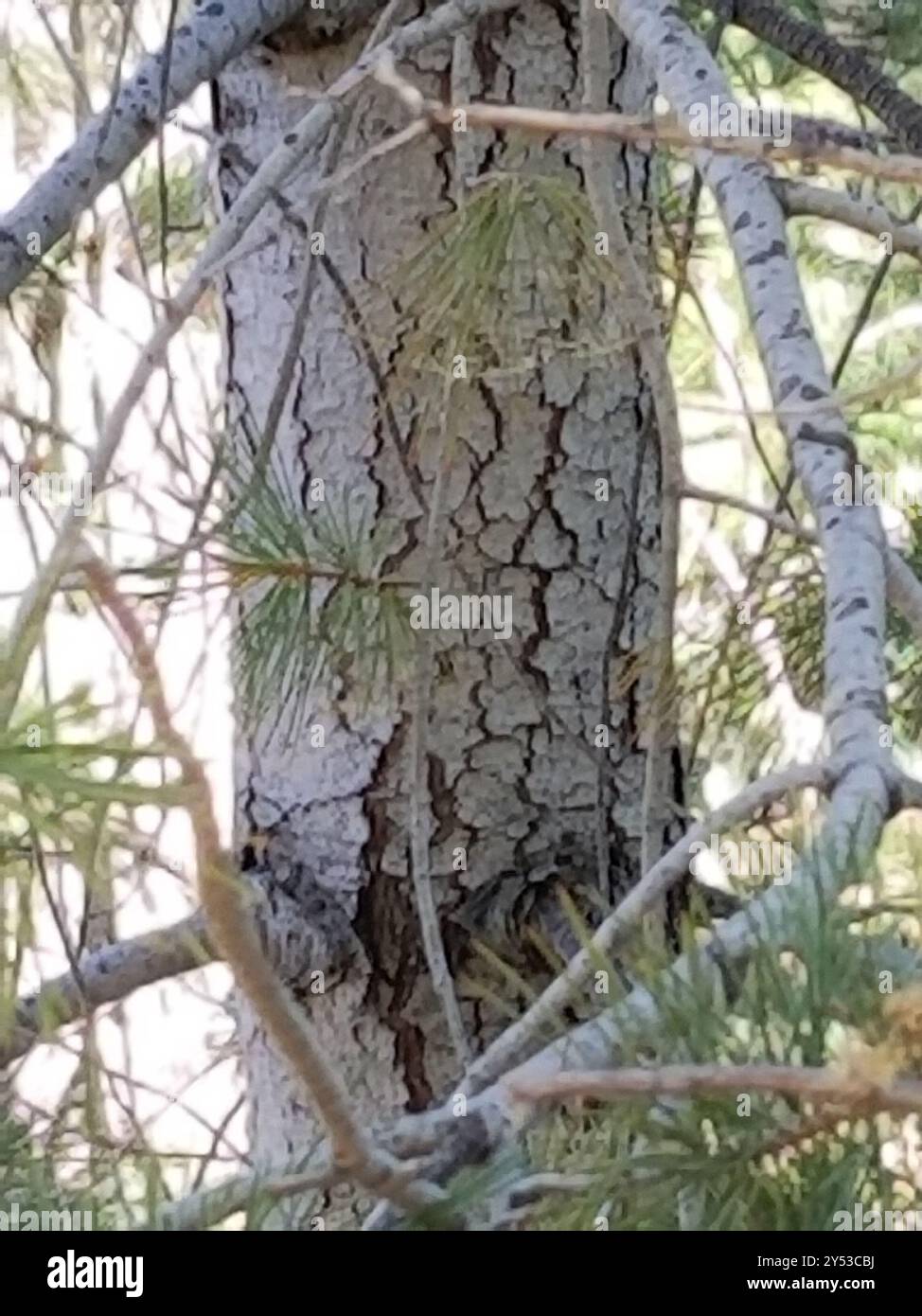 sugar pine (Pinus lambertiana) Plantae Stock Photo - Alamy