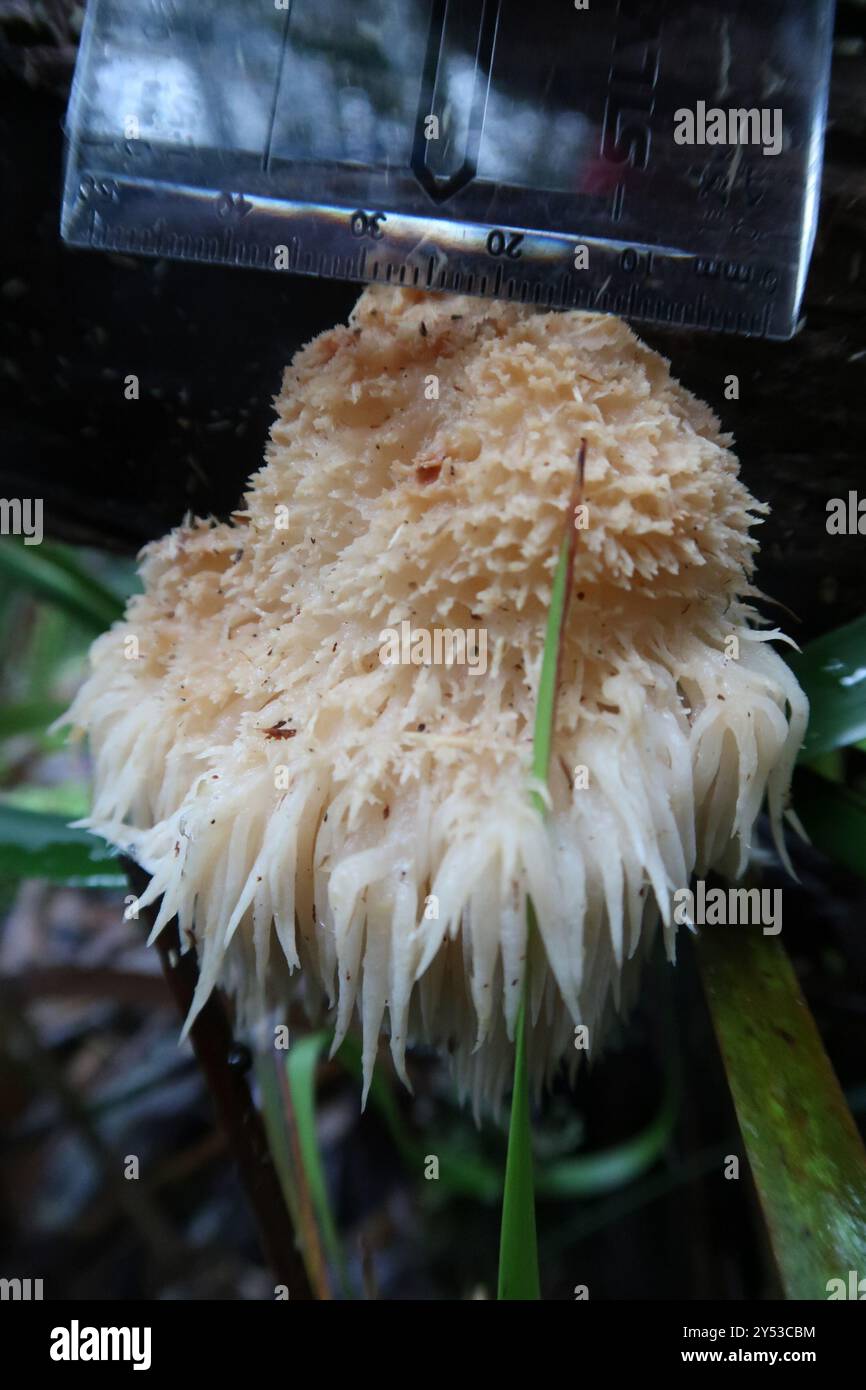 Coral tooth fungus (Hericium coralloides) Fungi Stock Photo - Alamy