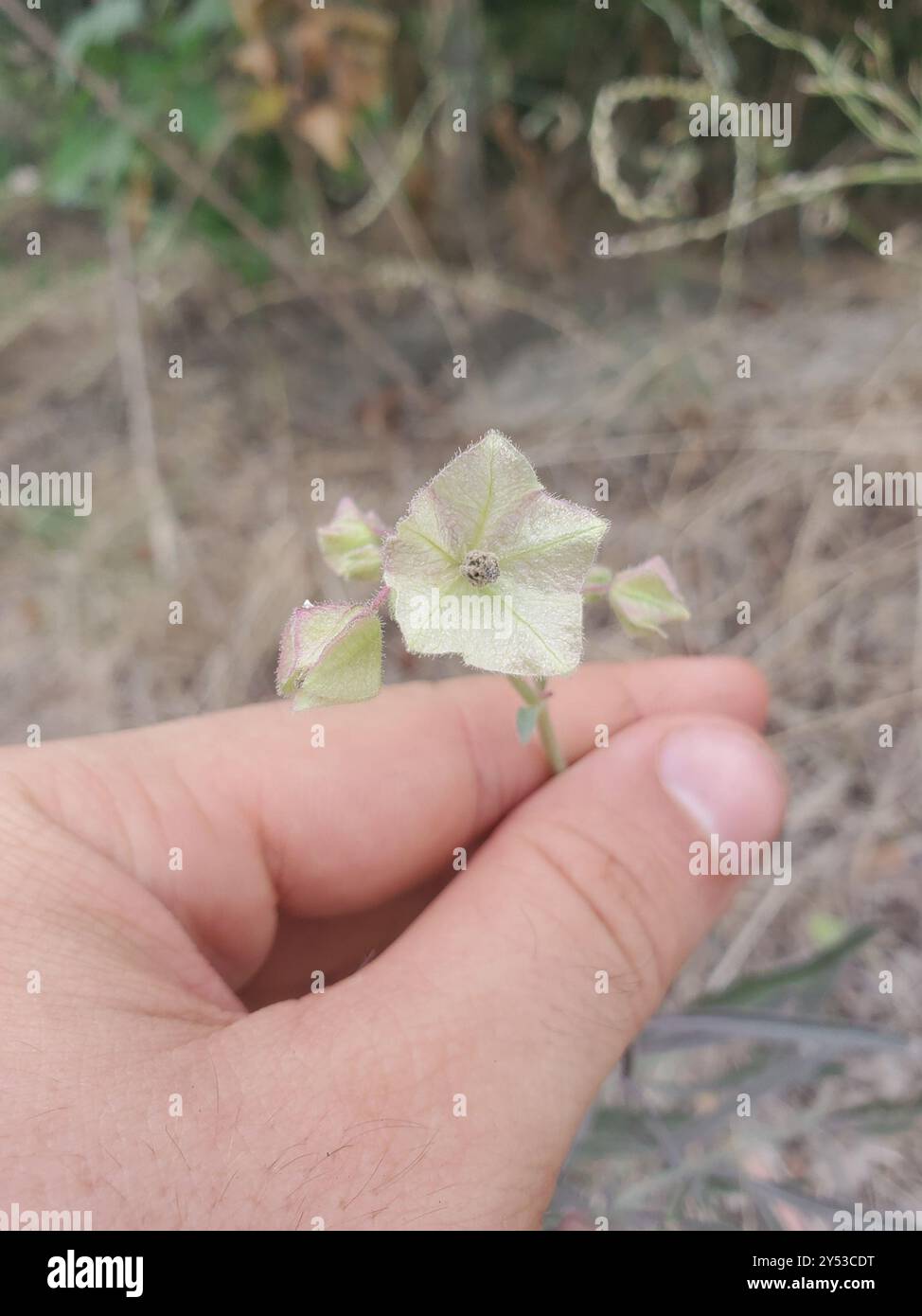 White Four o'Clock (Mirabilis albida) Plantae Stock Photo - Alamy
