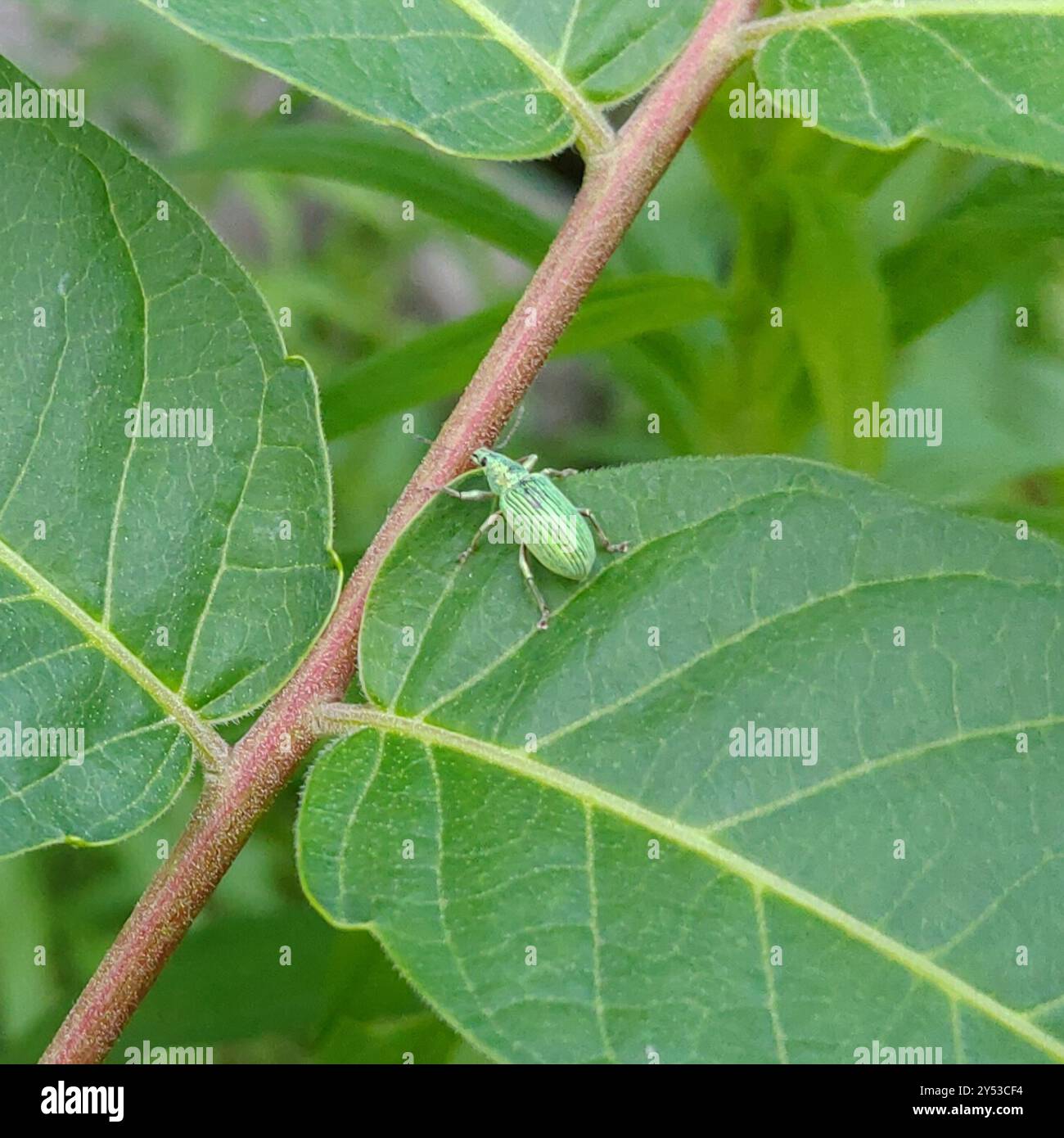 Green Immigrant Leaf Weevil (Polydrusus formosus) Insecta Stock Photo ...