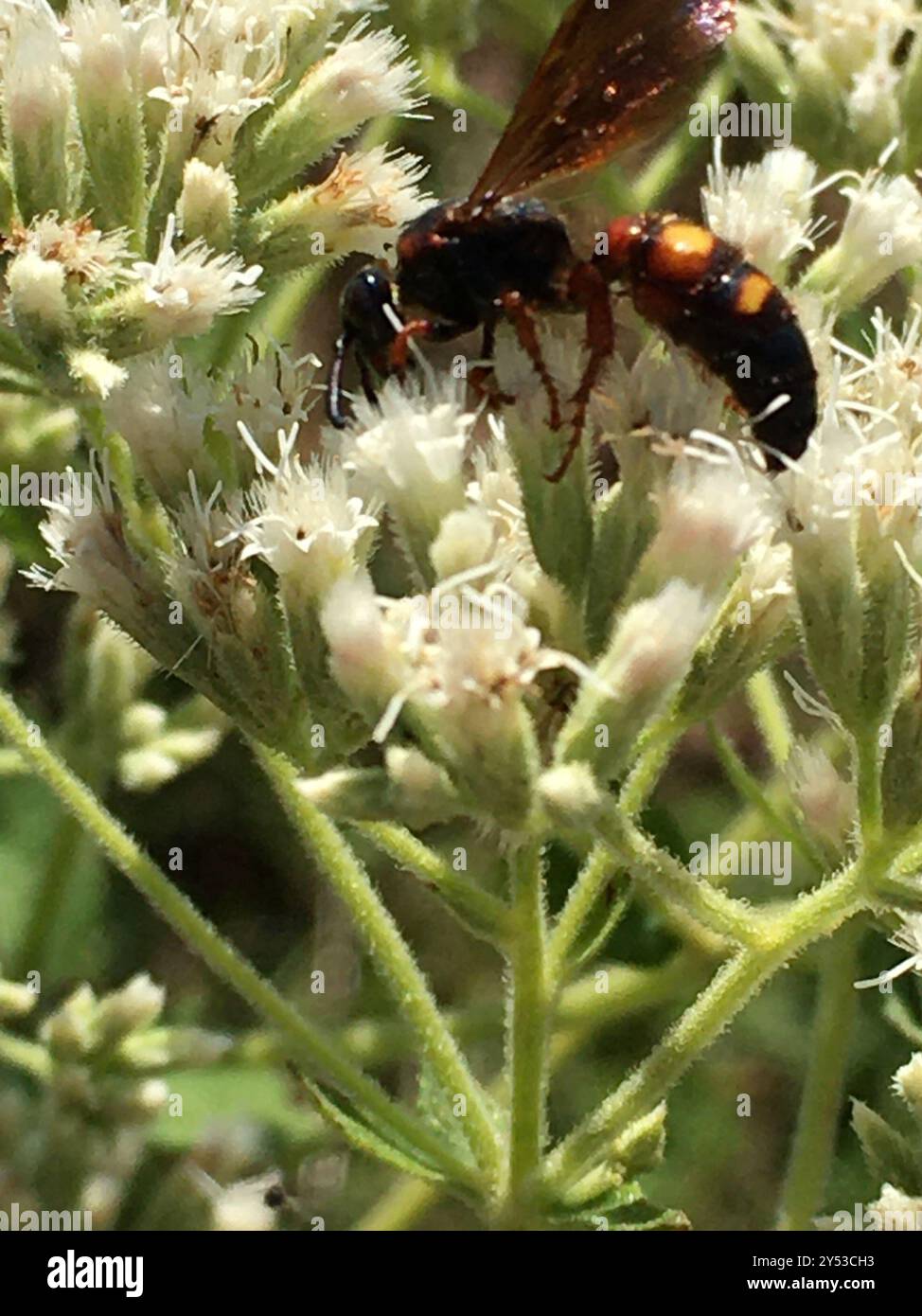 Noble Scoliid Wasp (Scolia nobilitata) Insecta Stock Photo - Alamy