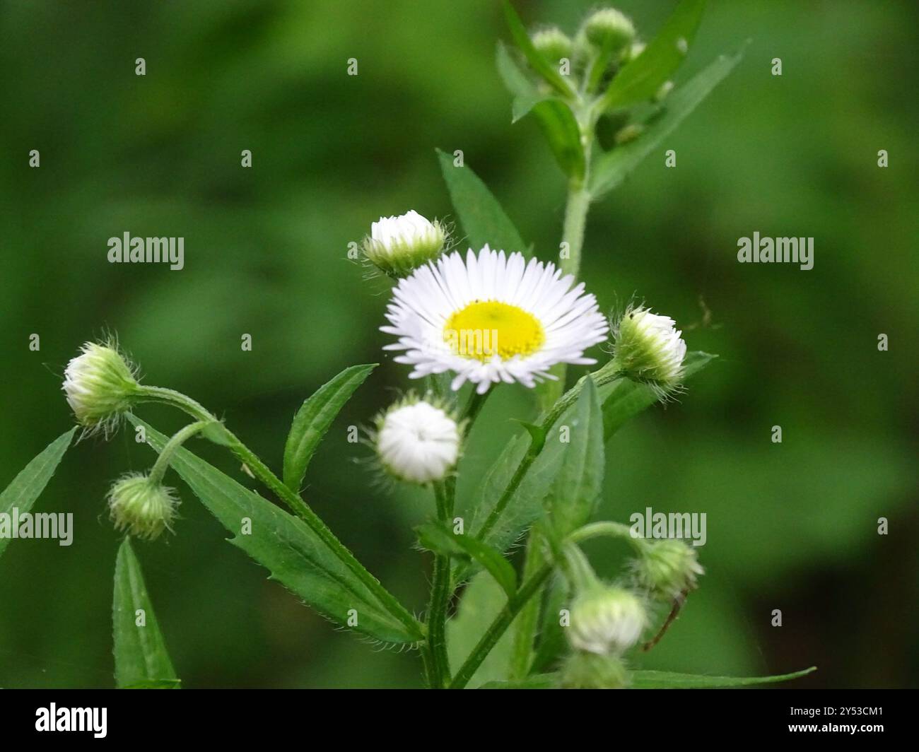 annual fleabane (Erigeron annuus) Plantae Stock Photo - Alamy