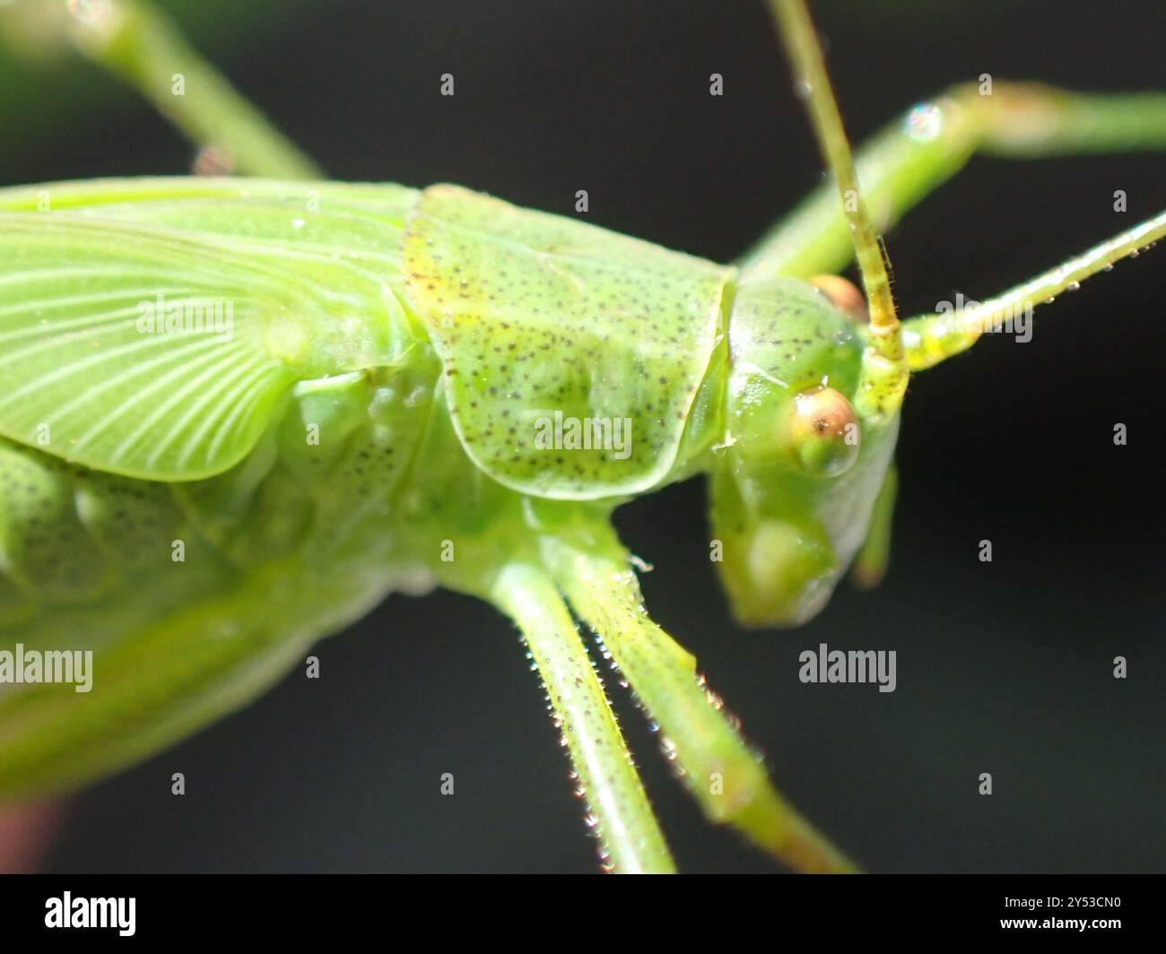 Sickle-bearing Bush-cricket (Phaneroptera falcata) Insecta Stock Photo ...
