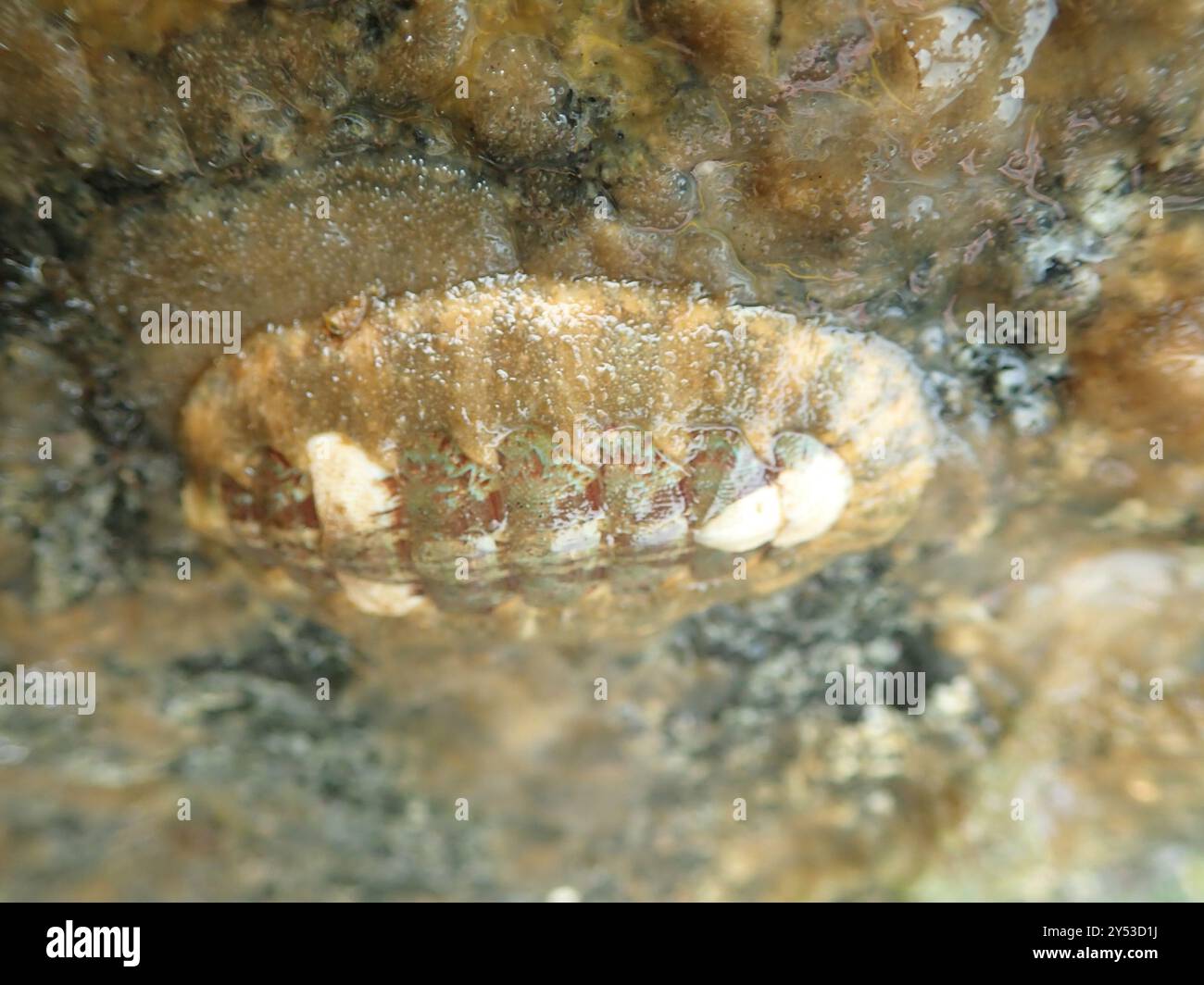 Red-Flecked Mopalia (Mopalia spectabilis) Mollusca Stock Photo - Alamy