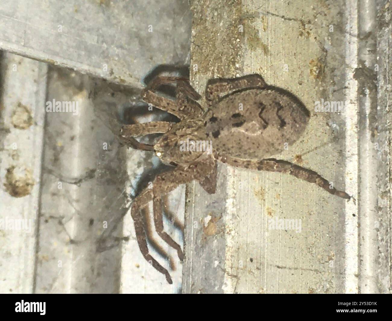 Mediterranean Spiny False Wolf Spider (Zoropsis spinimana) Arachnida ...