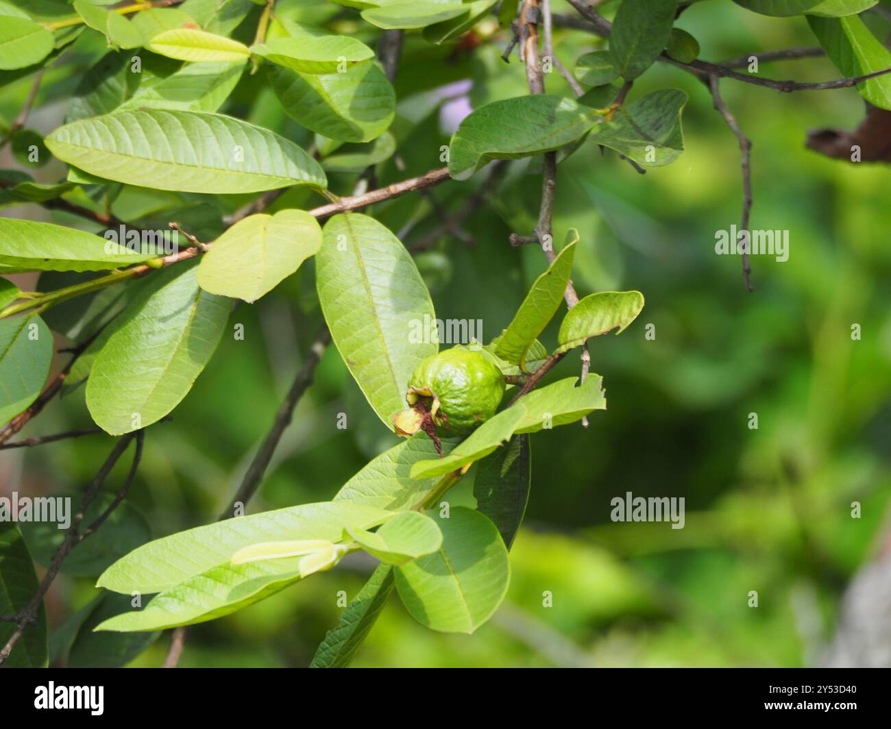 Common guava (Psidium guajava) Plantae Stock Photo - Alamy