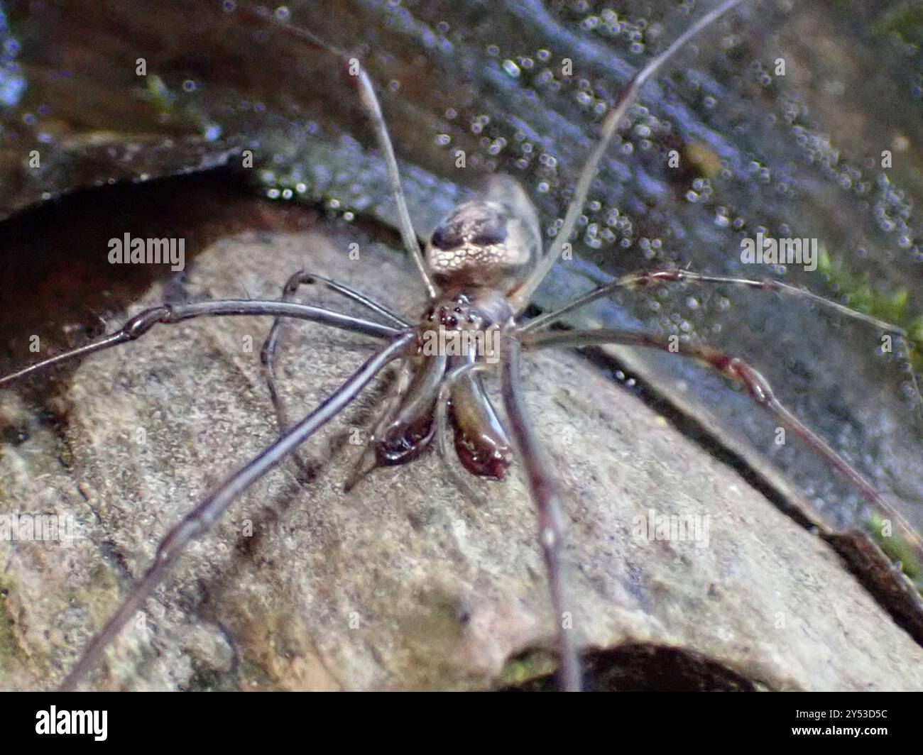 Stretch Spiders (Tetragnatha) Arachnida Stock Photo - Alamy