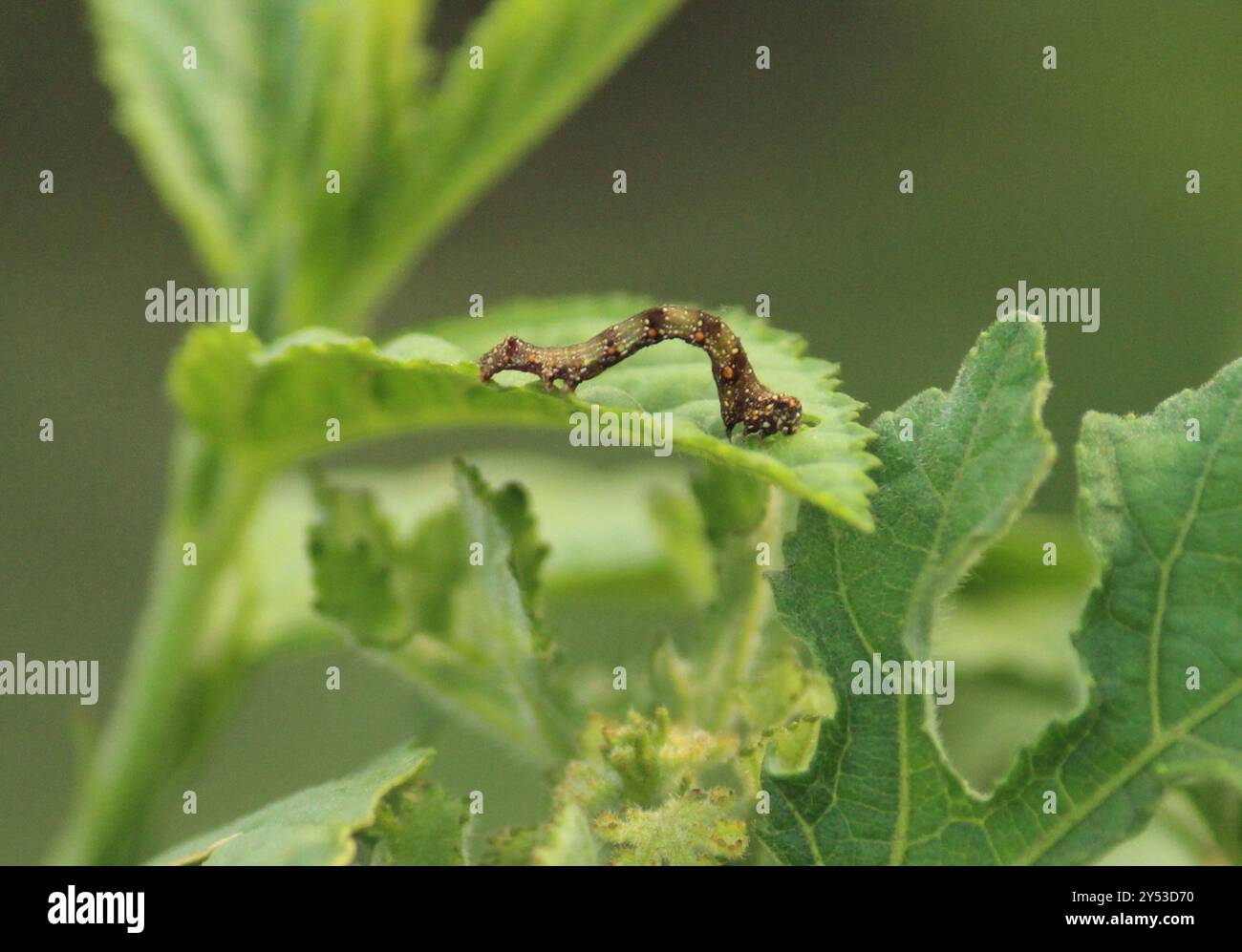 Geometer Moths (Geometridae) Insecta Stock Photo - Alamy
