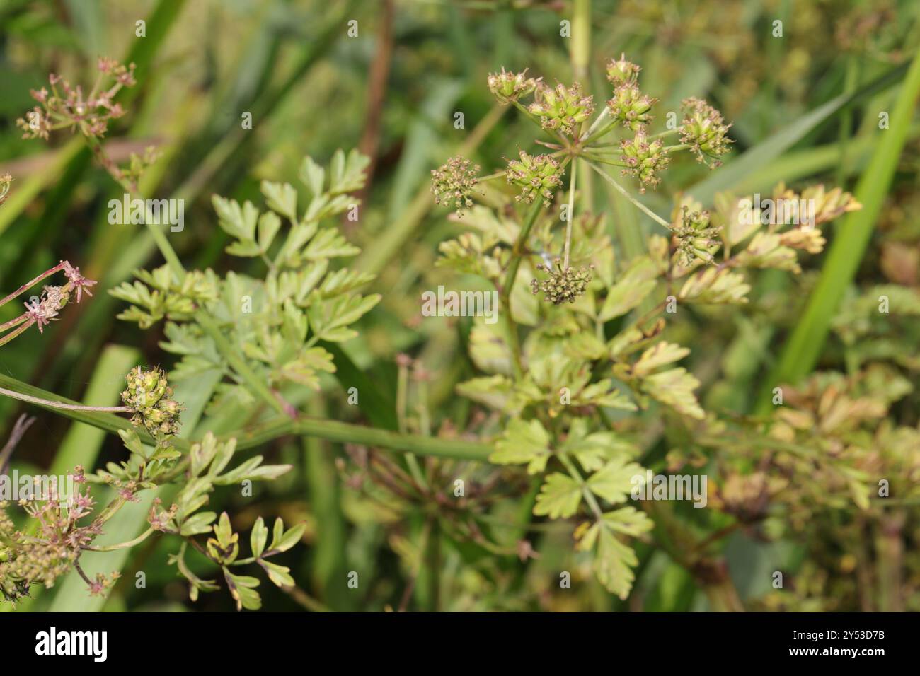 Hemlock Water-dropwort (Oenanthe crocata) Plantae Stock Photo - Alamy