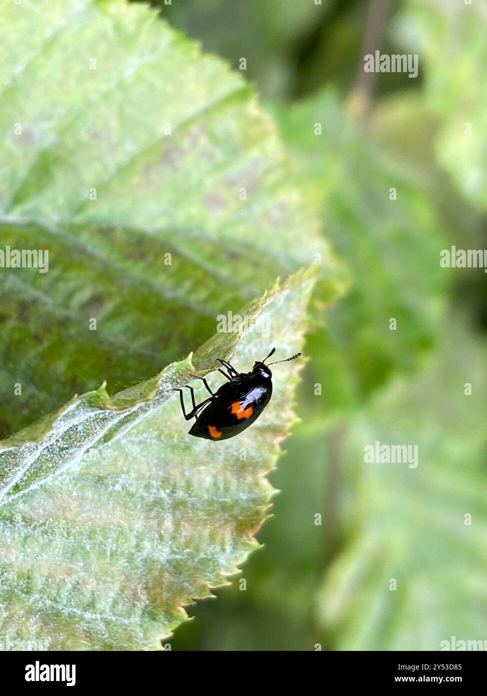 Orange-spotted Scaphidium (Scaphidium quadrimaculatum) Insecta Stock ...