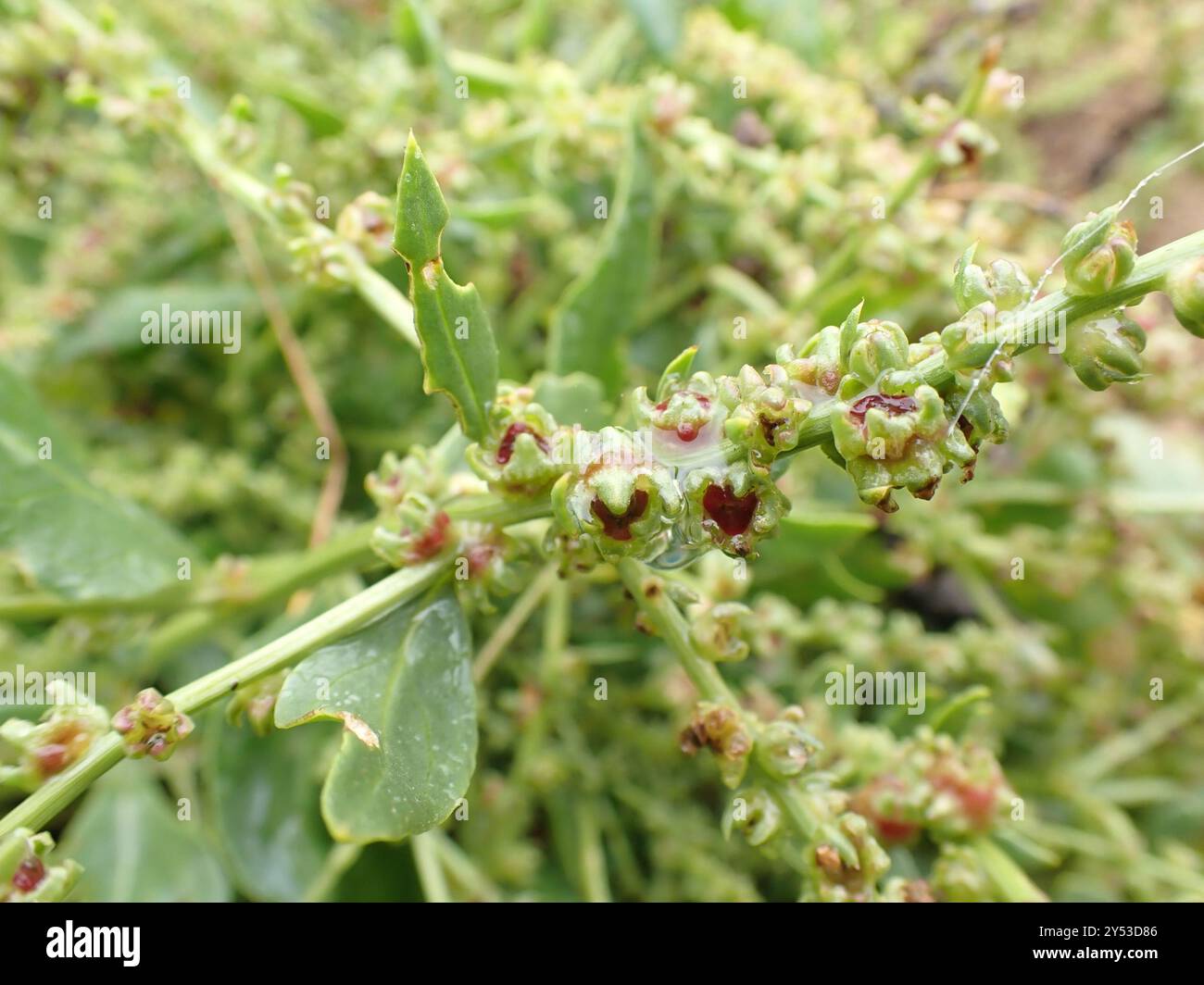 sea beet (Beta vulgaris maritima) Plantae Stock Photo - Alamy