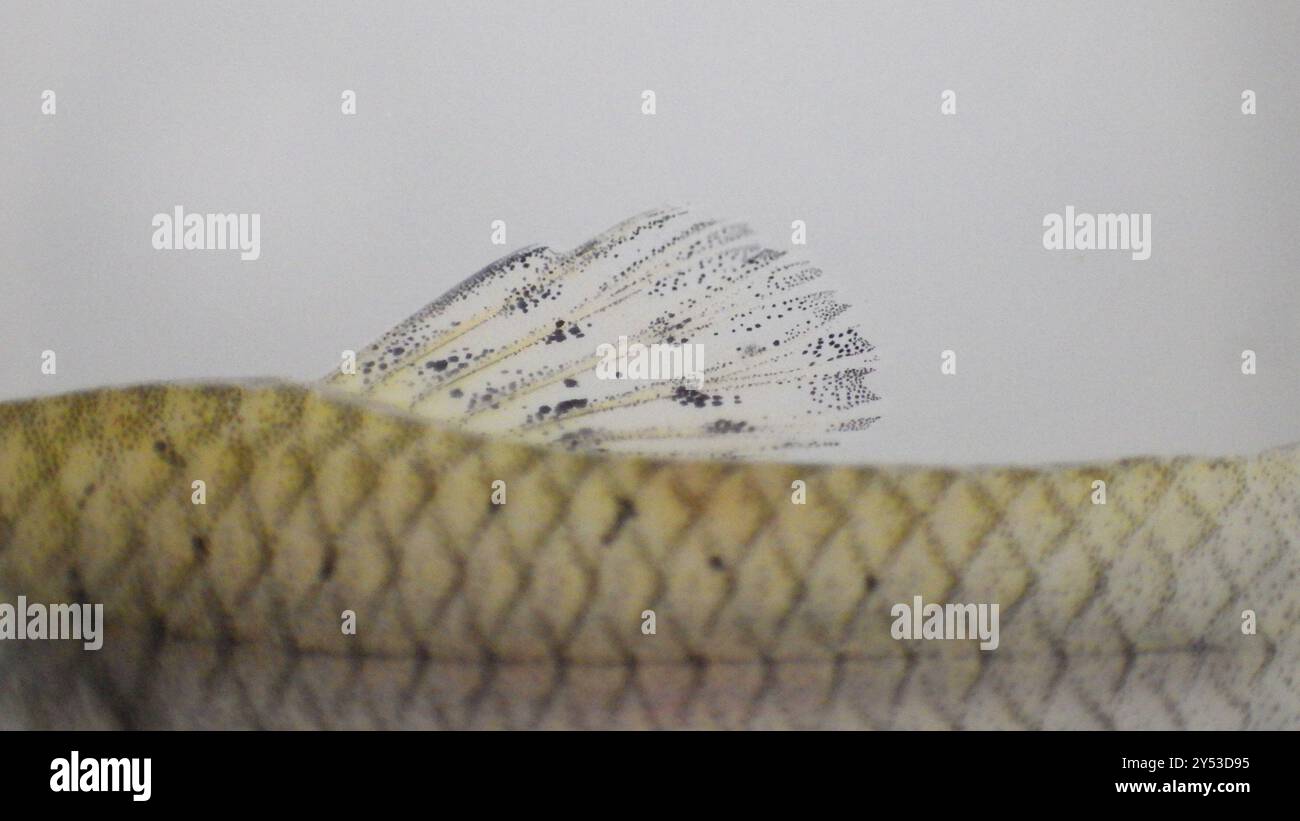 Western Mosquitofish (Gambusia affinis) Actinopterygii Stock Photo - Alamy