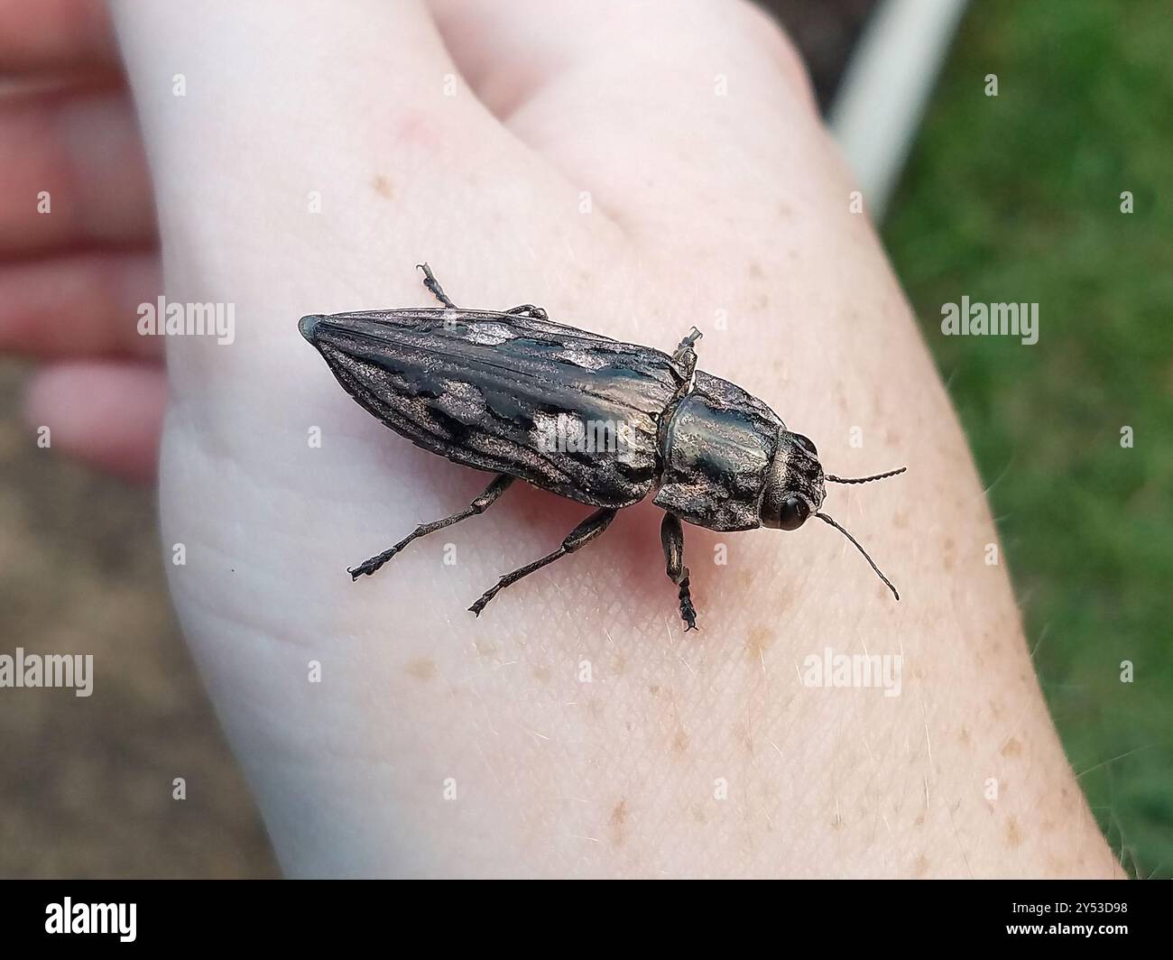 Sculptured Pine Borer (Chalcophora virginiensis) Insecta Stock Photo ...