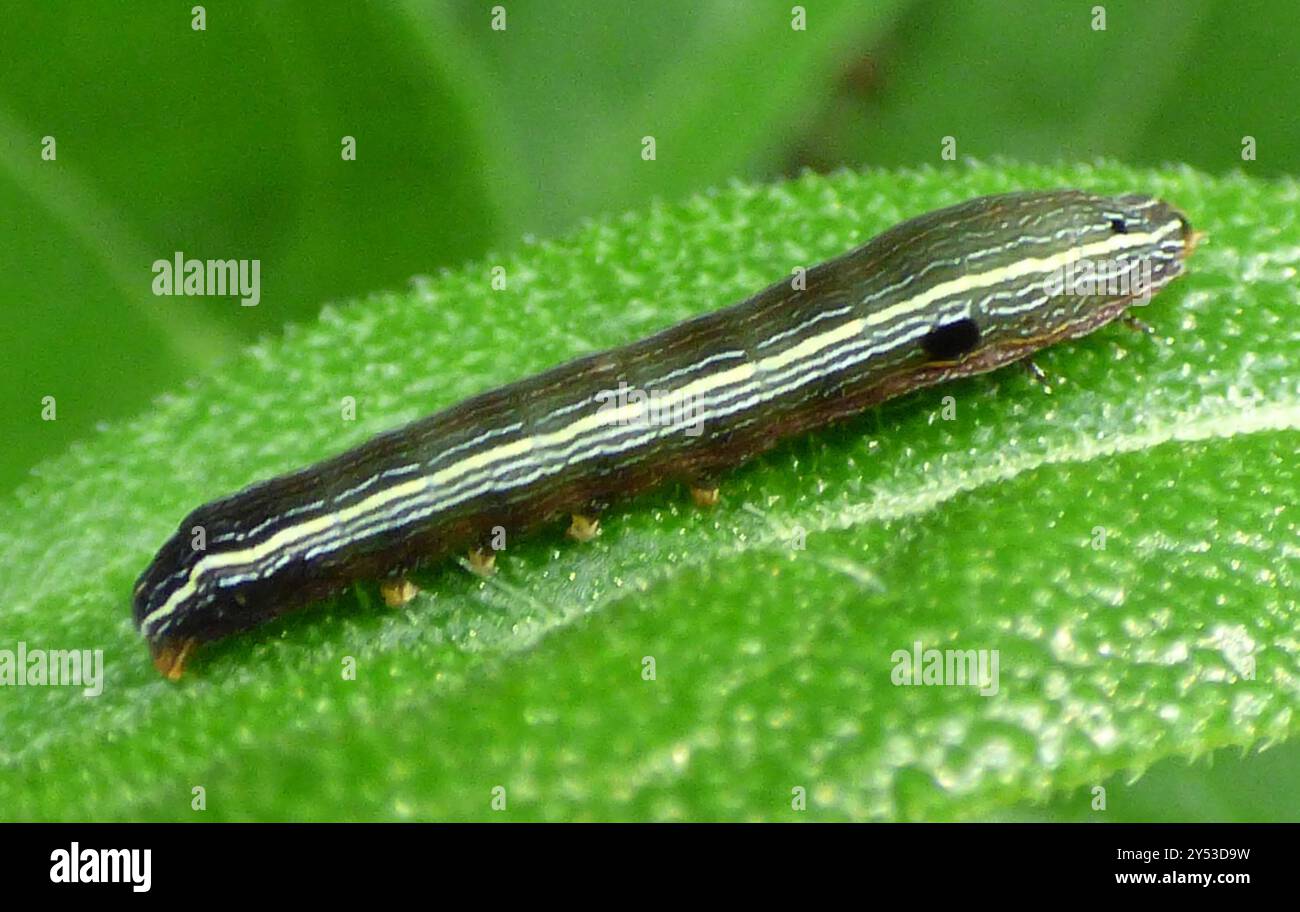 Yellow-striped Armyworm Moth (Spodoptera ornithogalli) Insecta Stock ...
