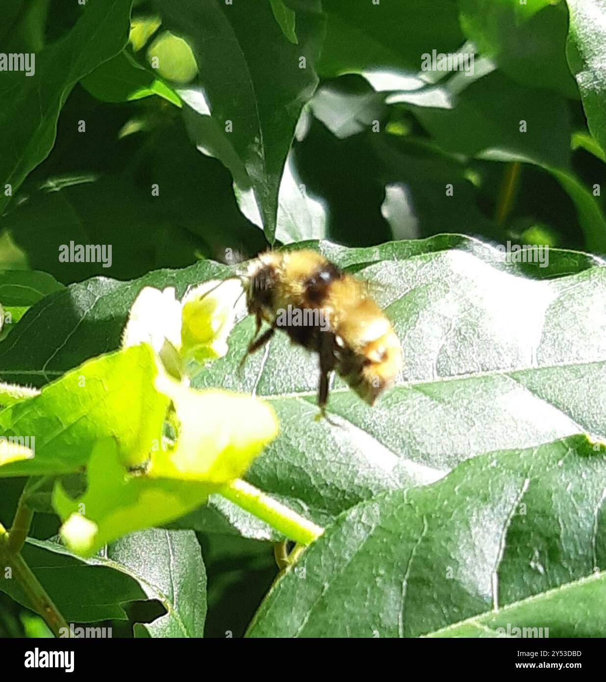 Great Basin Bumble Bee (Bombus centralis) Insecta Stock Photo - Alamy