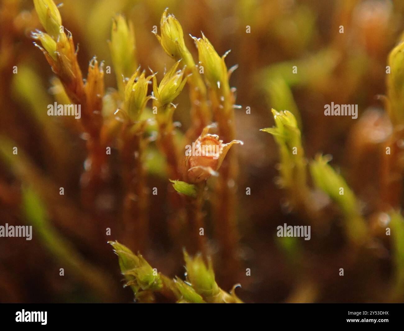 Papillose Bloom Moss (Schistidium papillosum) Plantae Stock Photo - Alamy