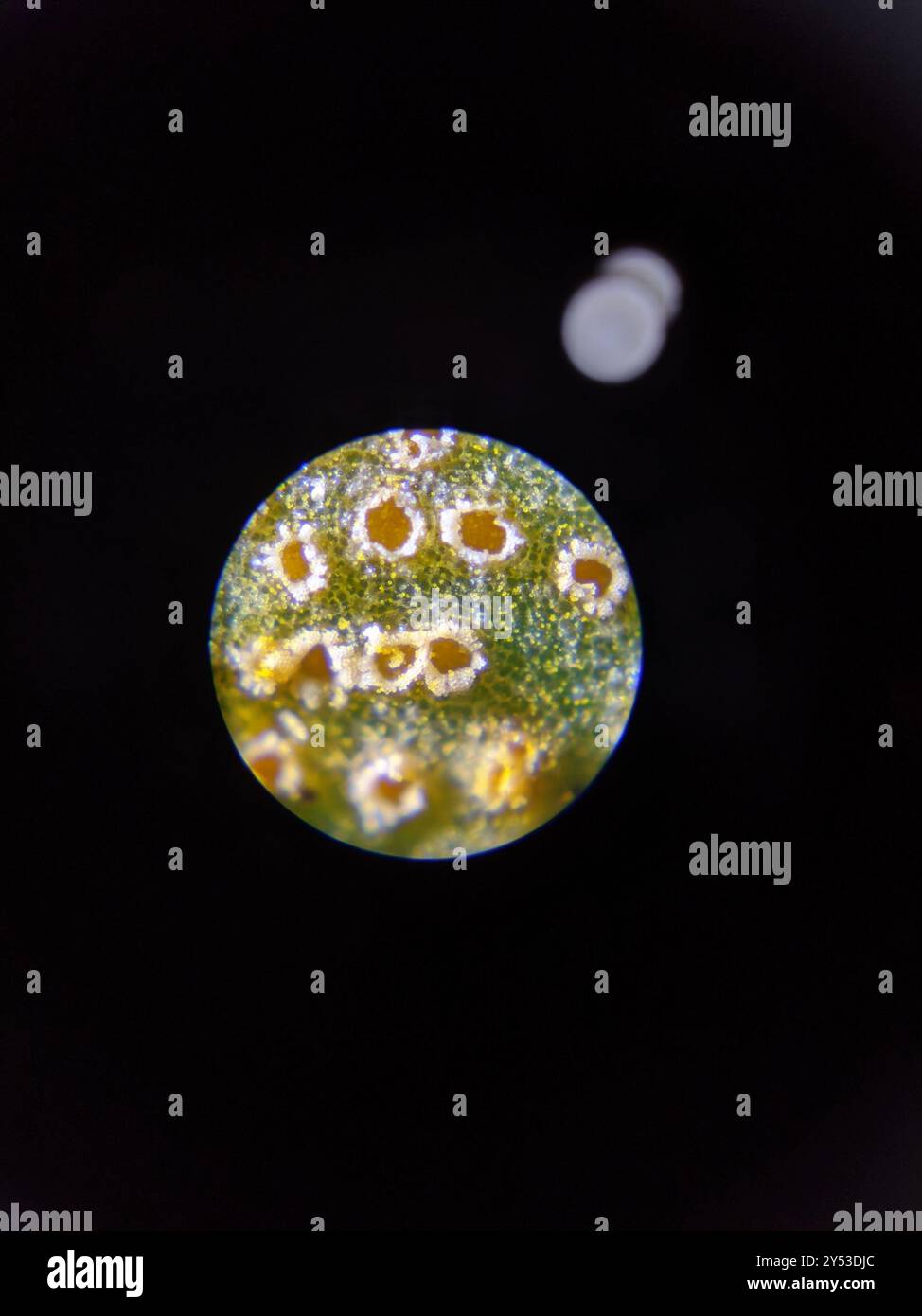 rust fungi (Pucciniales) Fungi Stock Photo - Alamy