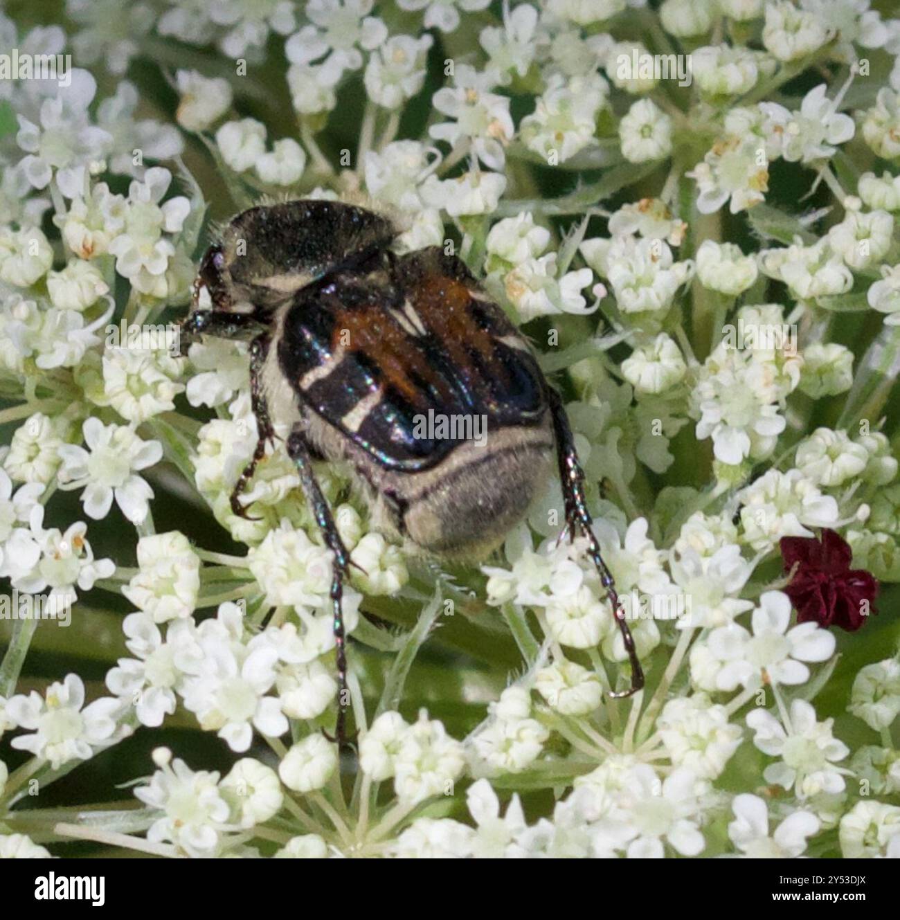 Bee-mimic Beetle (Trichiotinus assimilis) Insecta Stock Photo - Alamy